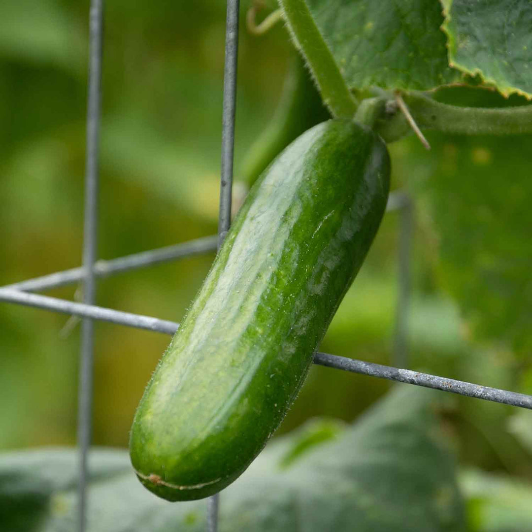 Cucumber 'Green Fingers' F1 (OD) - 3 Super Plugs | Buy Cucumber Plants ...