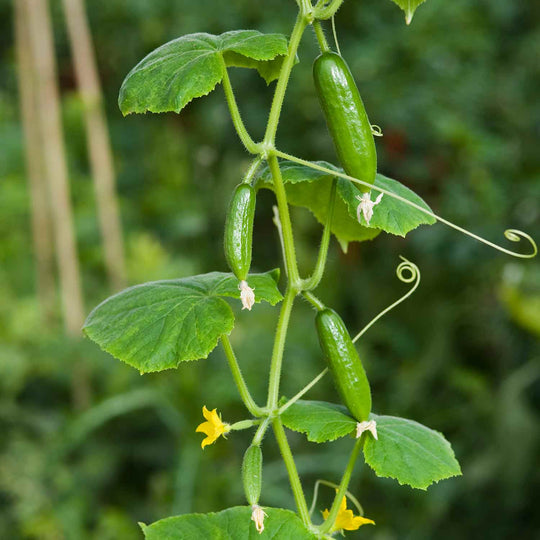 Buy Cucumber Green Fingers 3 Plants Online | Marshalls – Marshalls Garden
