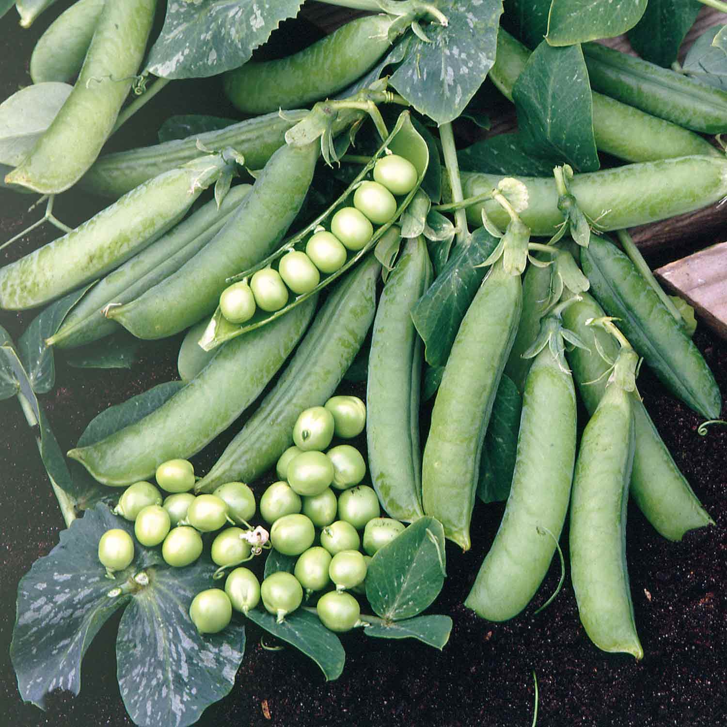 Pea Season Long Collection - 36 Garden Ready Plugs (120 Plants) | Buy ...