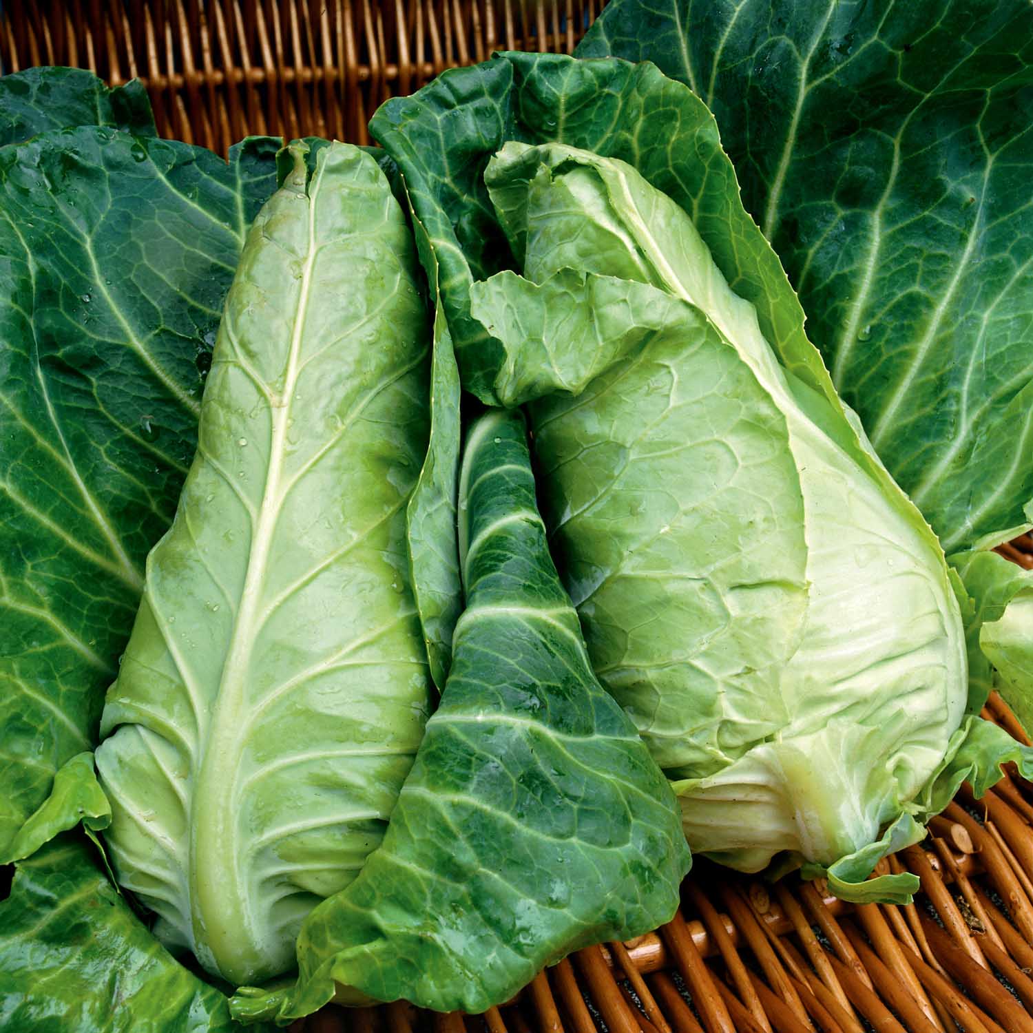 Spring Cabbage Plant 'Wintergreen' | Marshalls Garden