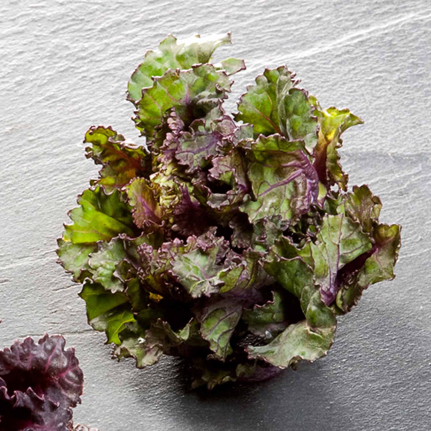Kalettes - 16 Plants | Marshalls Garden