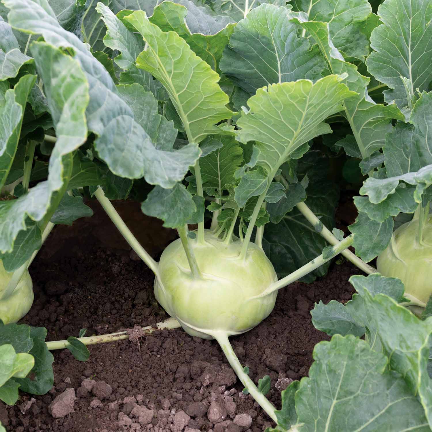 Kohl Rabi 'Kodiak' - 16 Plants | Marshalls Garden
