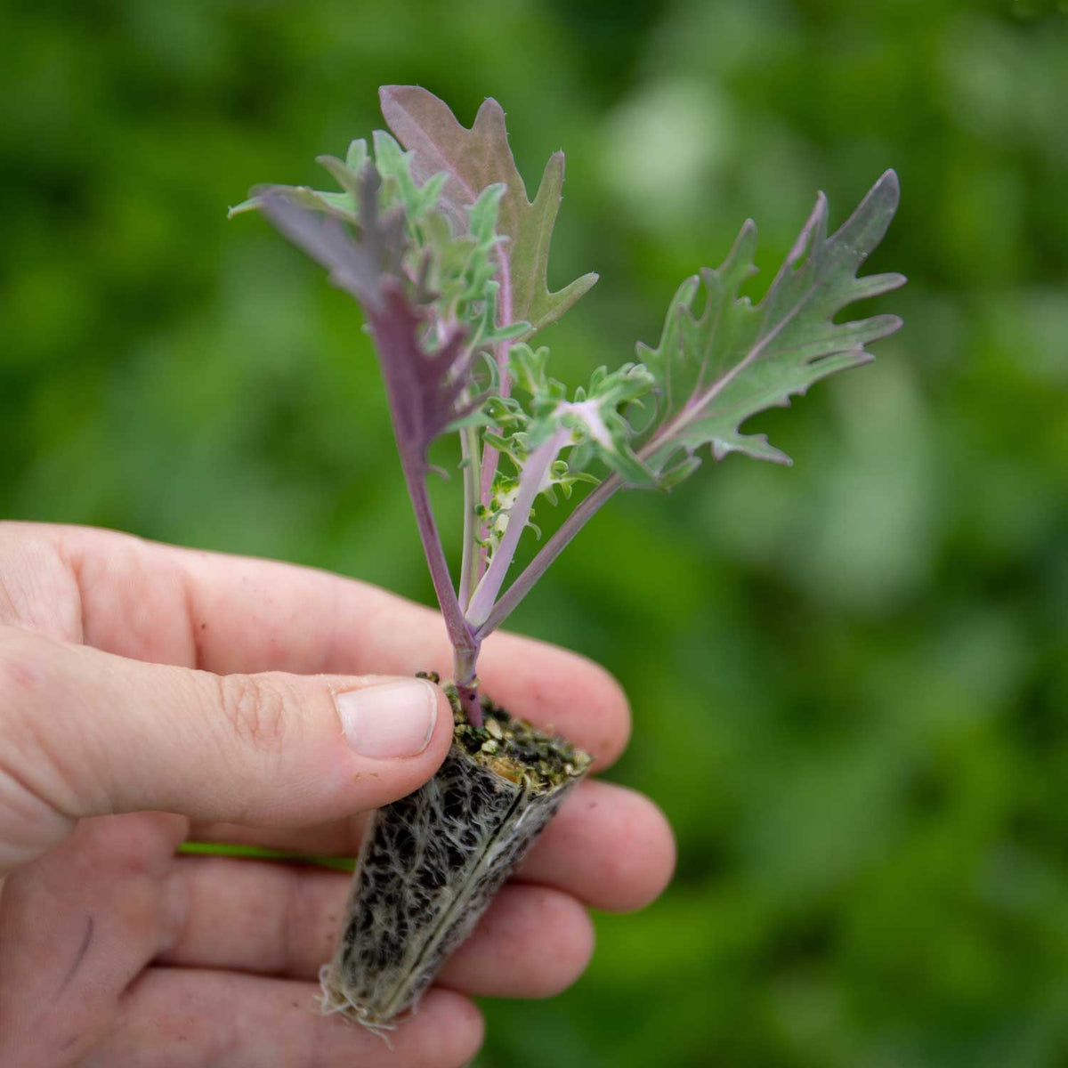 Kalettes - 16 Plants | Buy Kale Plants Online | Kale Plants for Sale ...