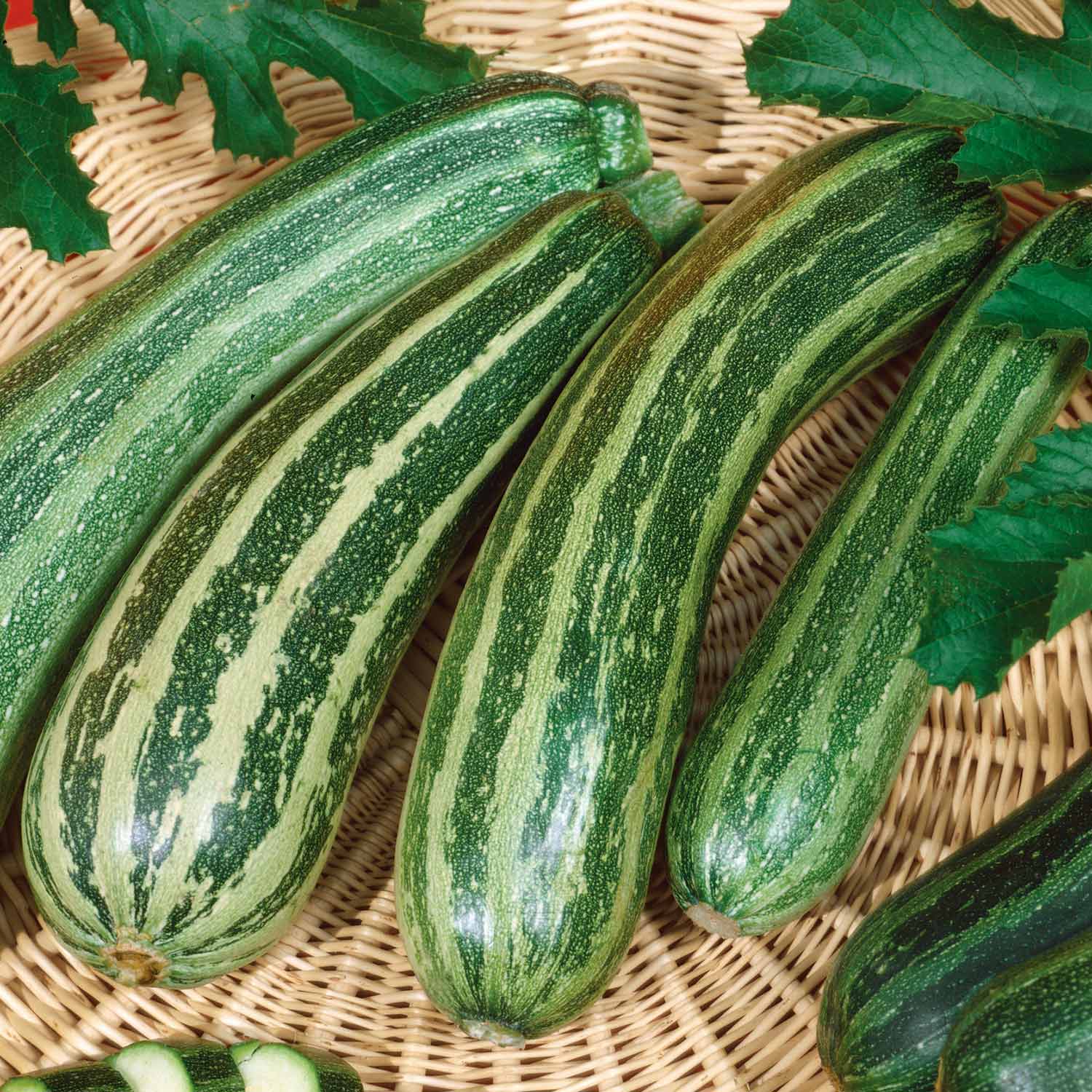 Courgette Plant 'Cocozelle' | Marshalls Garden