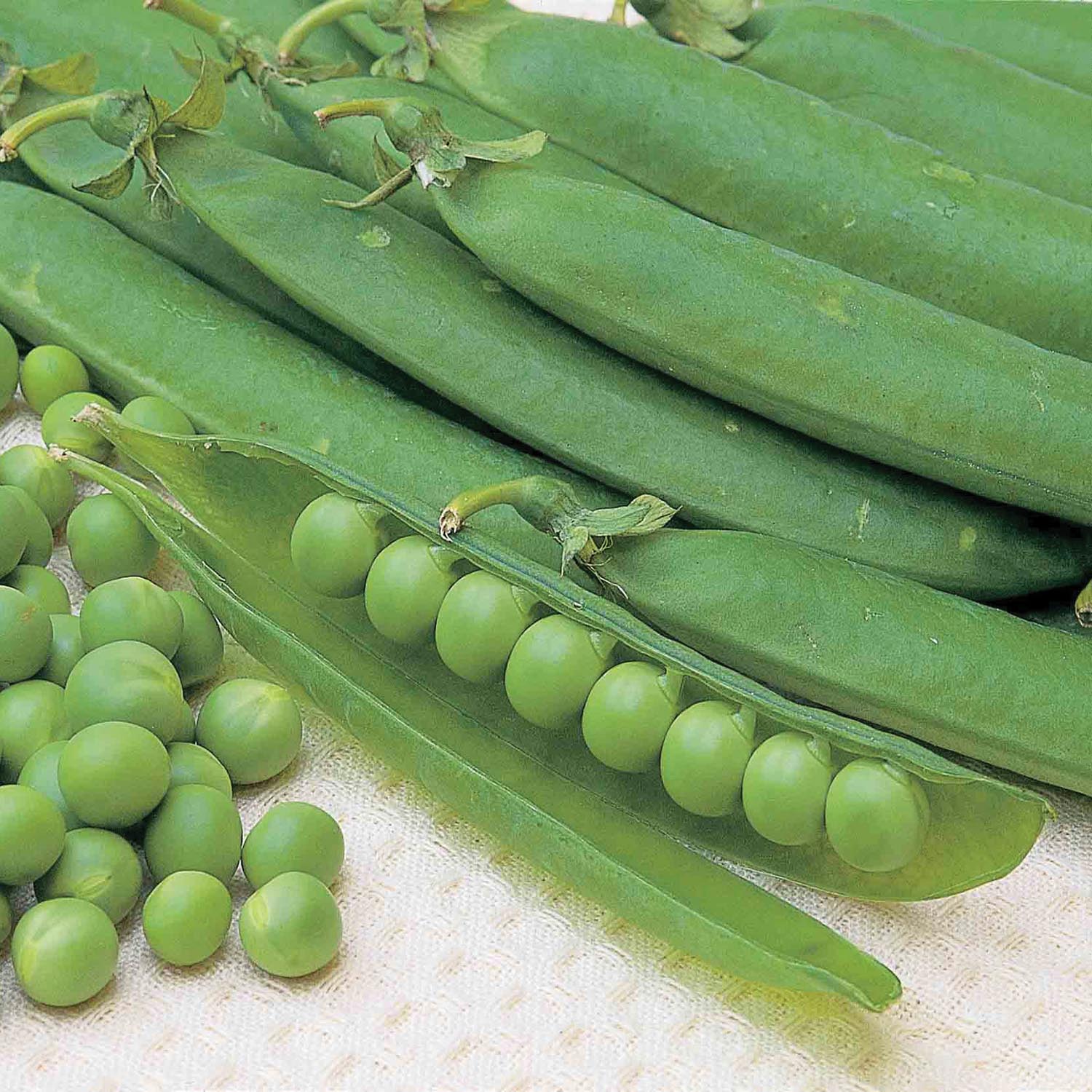 Pea Season Long Collection - 36 Garden Ready Plugs (120 Plants) | Buy ...