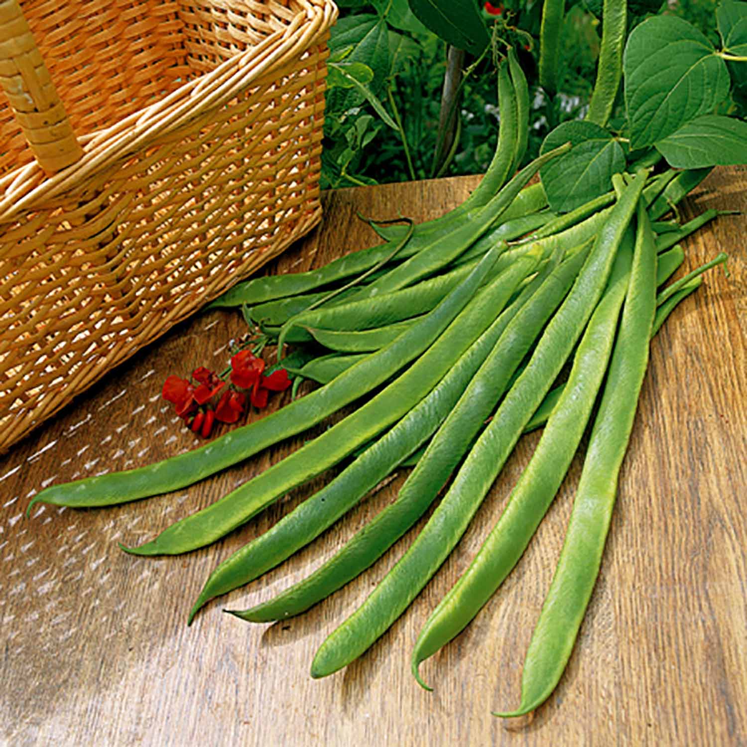 Runner Bean Choice Duo 12 Plants - May Despatch | Buy Runner Bean Seeds ...