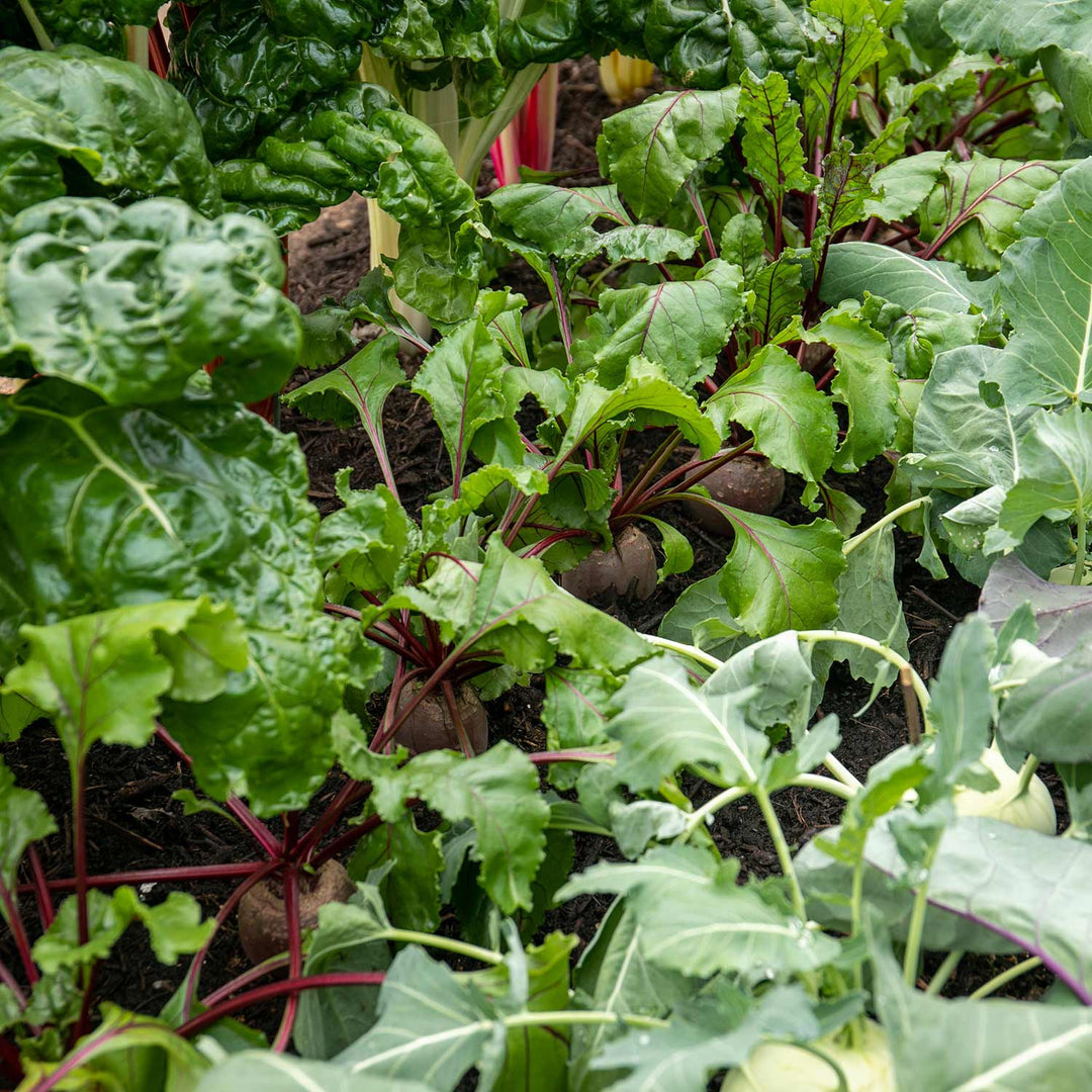 Buy Beetroot Pablo Beetroot Seeds online | Marshalls – Marshalls Garden