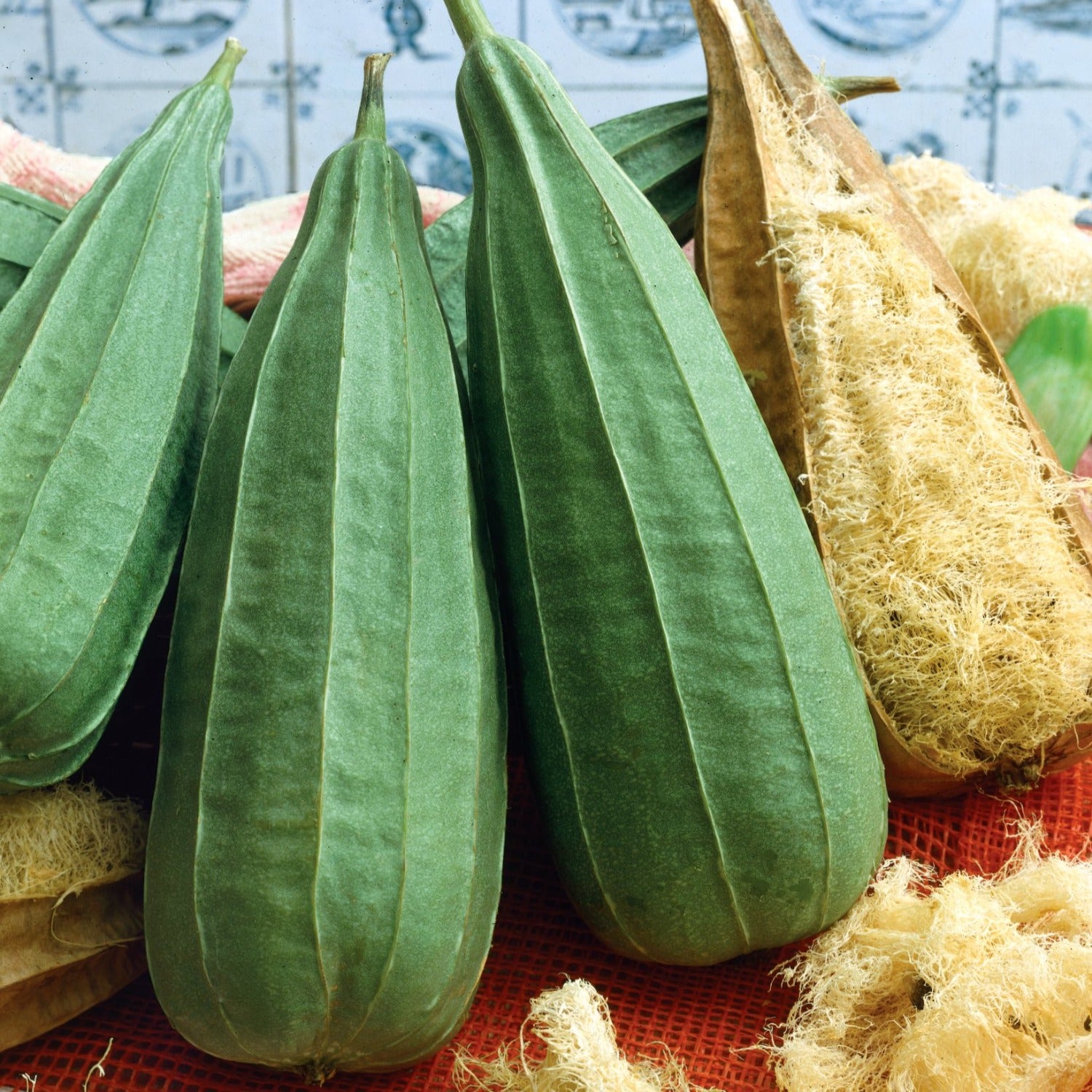 Loofah Luffa aegyptiaca - 3 Plants | Marshalls Garden