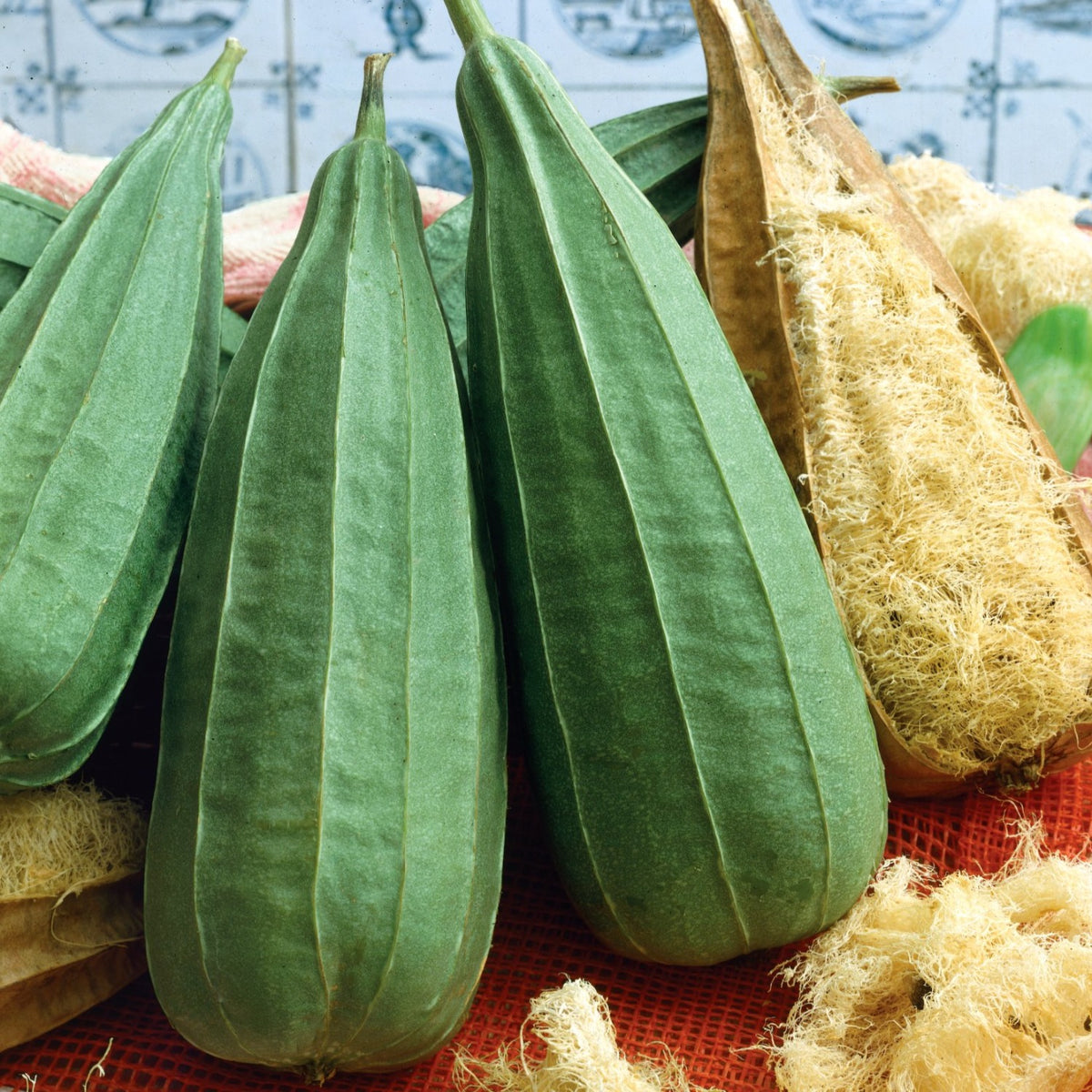 Loofah Luffa aegyptiaca - 3 Plants | Buy Loofah Plants Online | Loofah ...