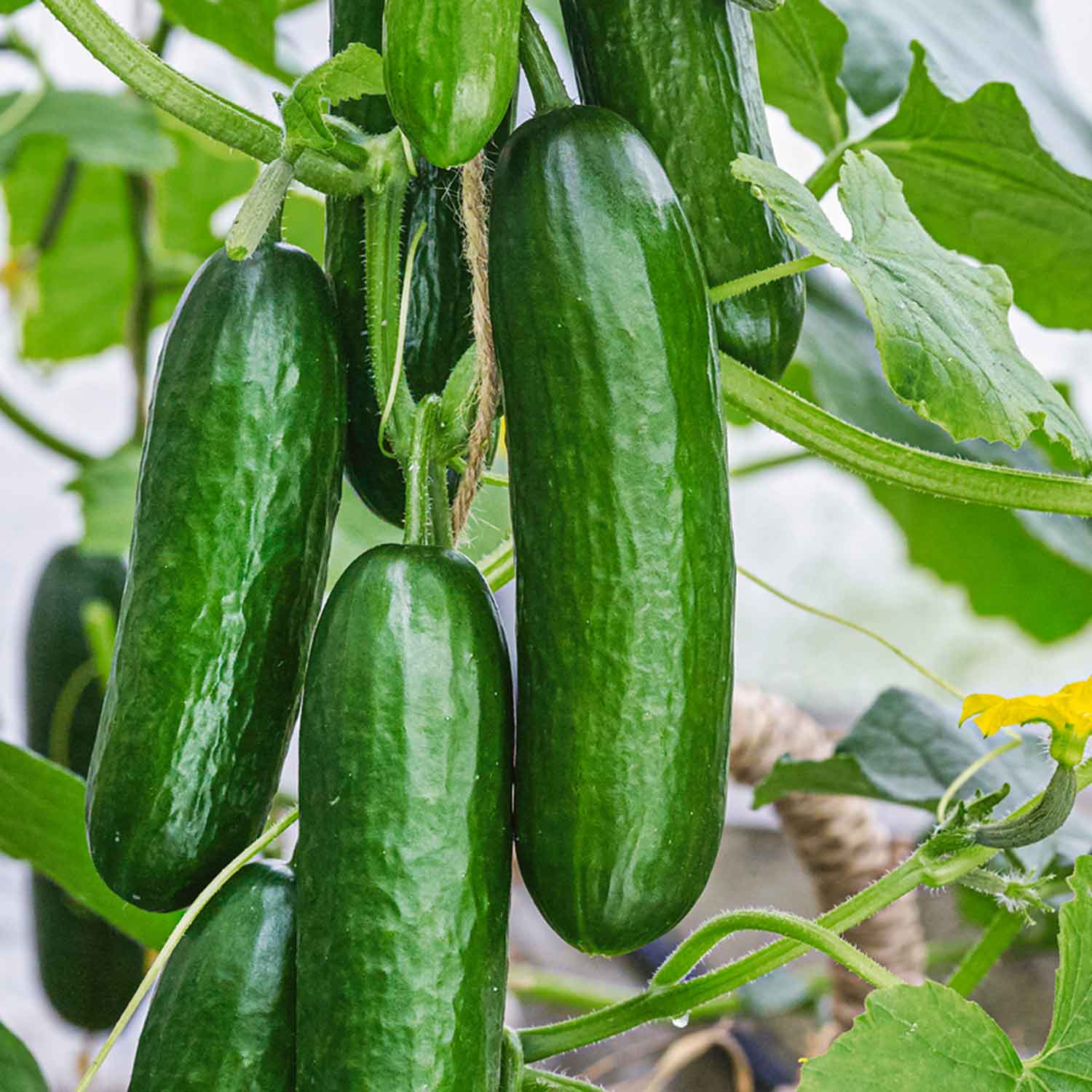 Grafted Cucumber Plant 'Picolino' | Marshalls Garden
