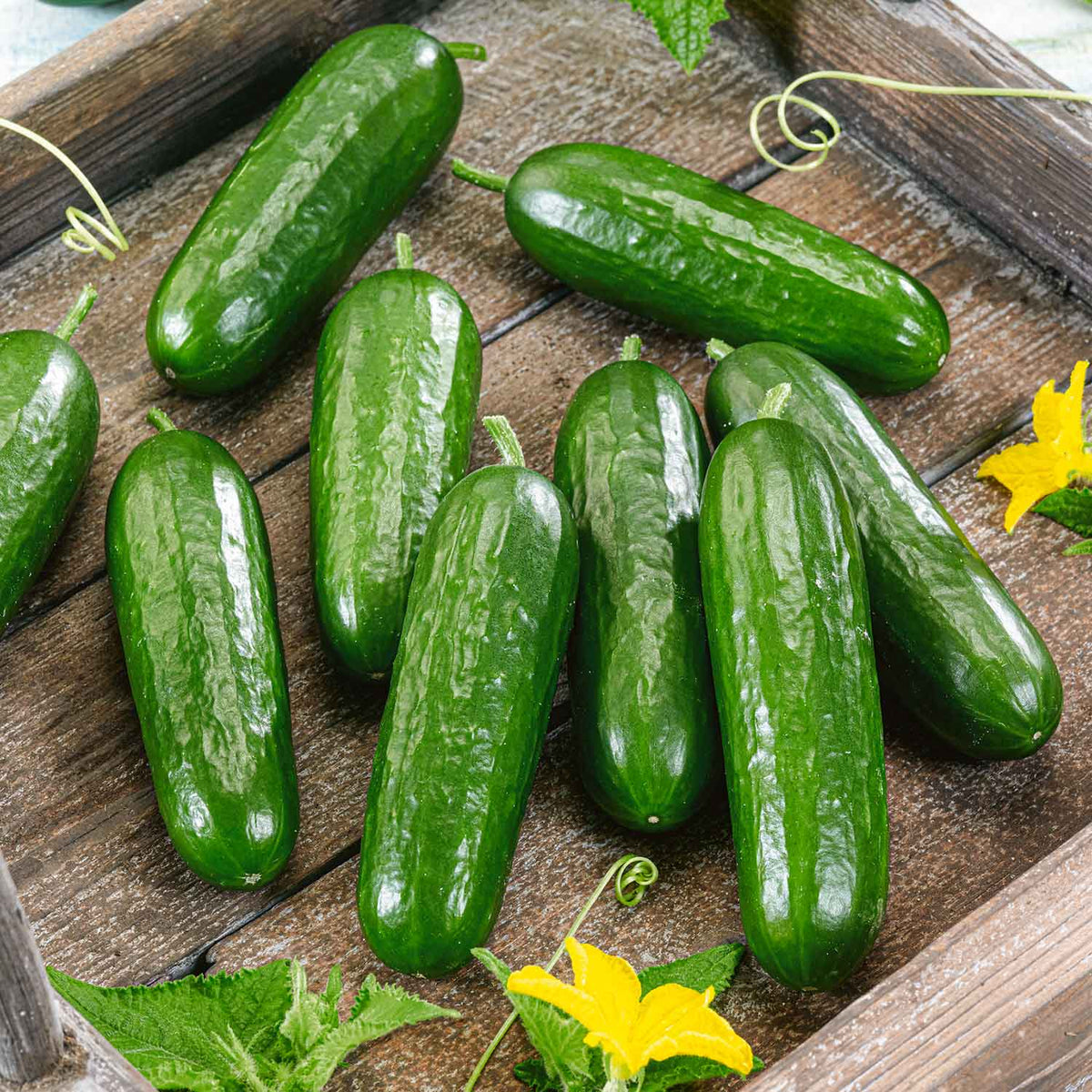 Cucumber Plant 'Picolino' | Buy Cucumber Plants Online | Cucumber ...