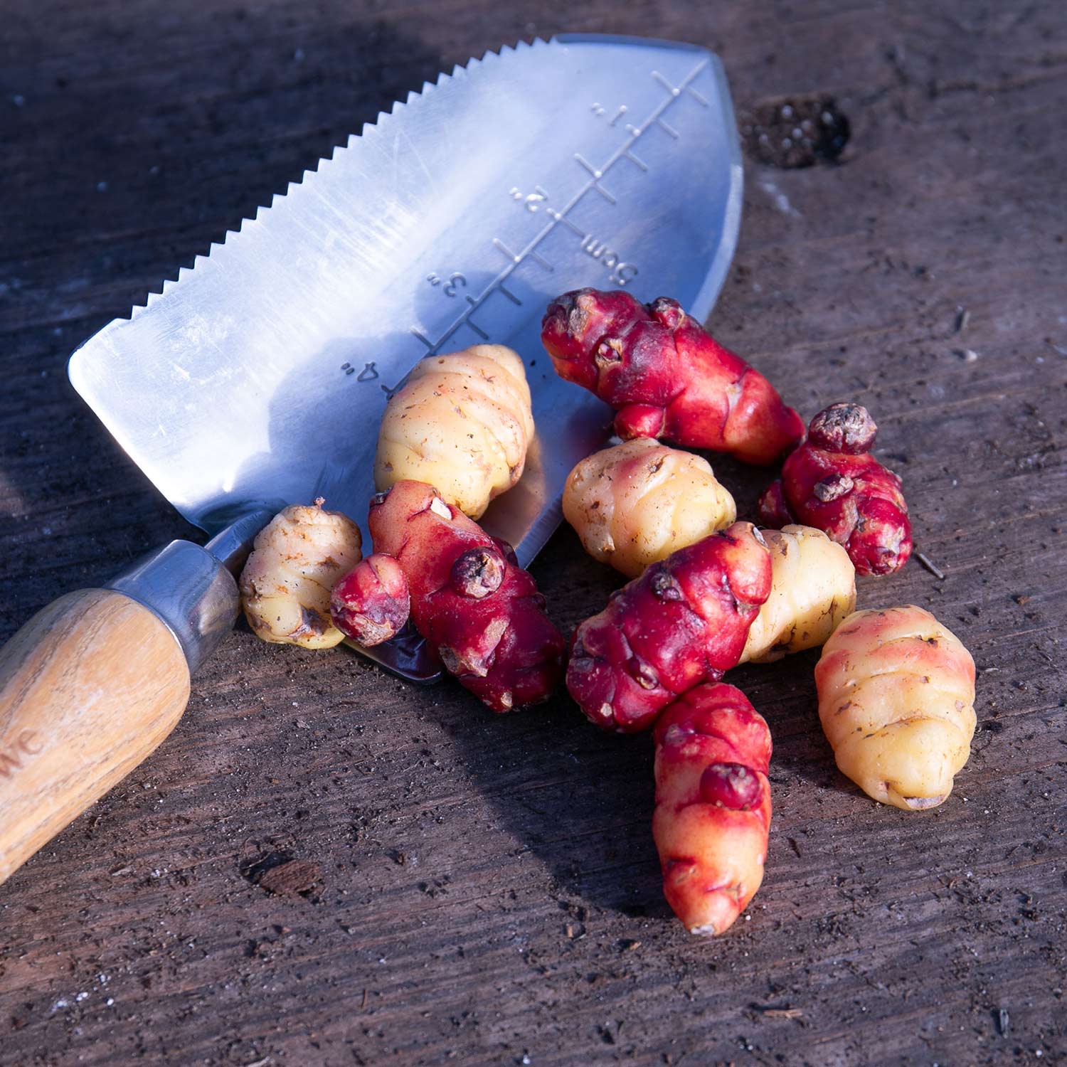 Yam Tubers 'Oca' | Buy Yam Tubers Online | Yam Tubers for Sale ...