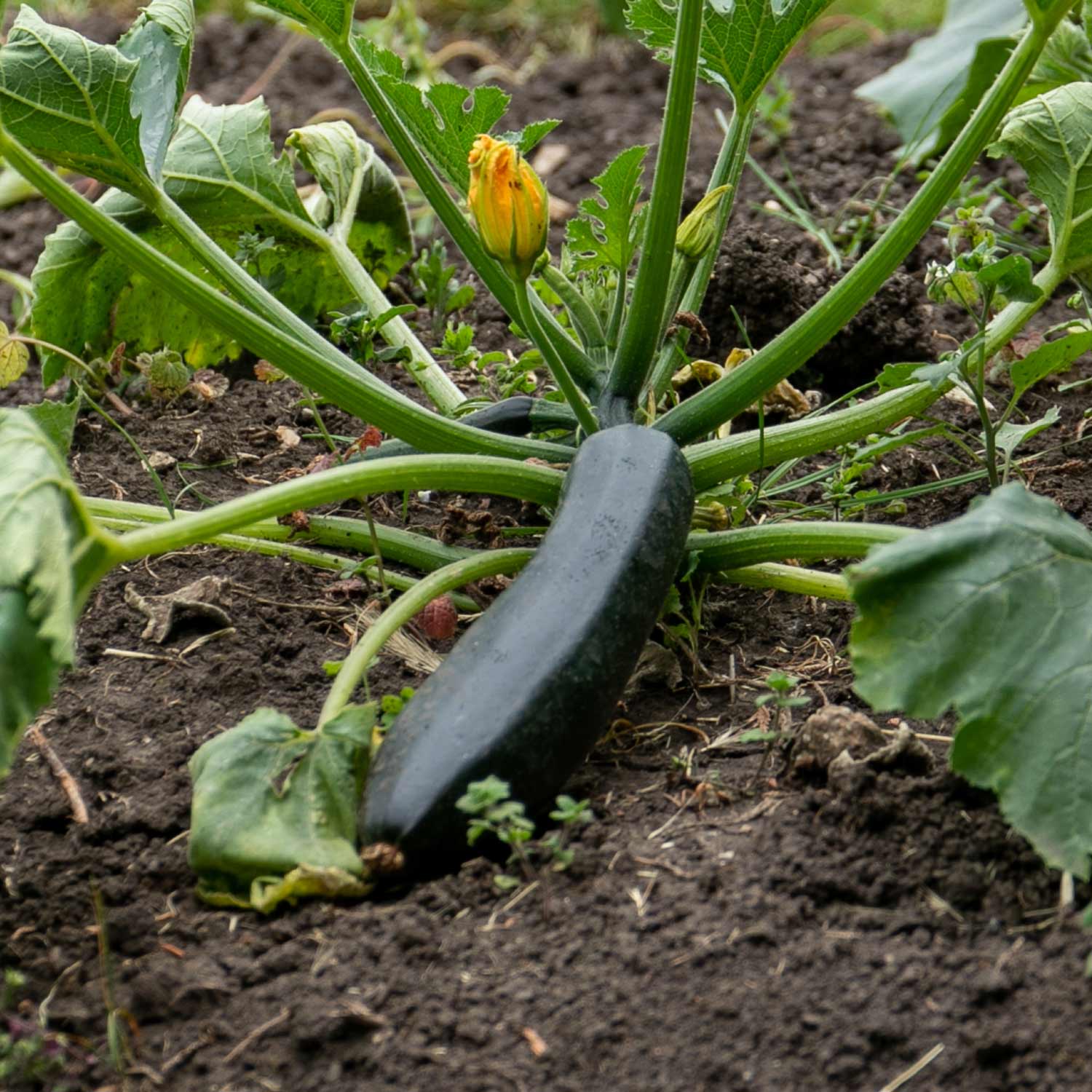 Courgette Plant 'Firenze' | Marshalls Garden