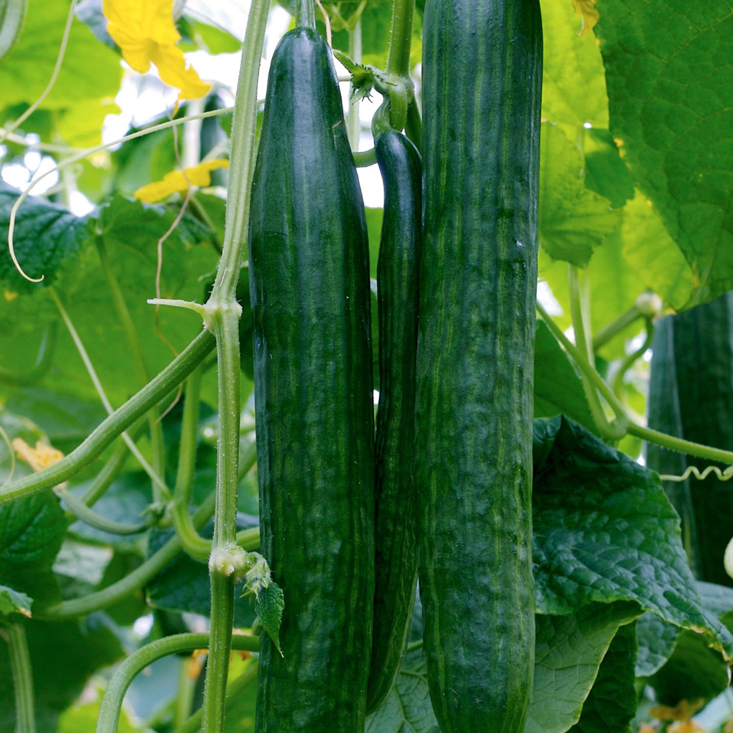 Cucumber 'Euphya' - 3 Super Plugs | Buy Cucumber Plants Online ...