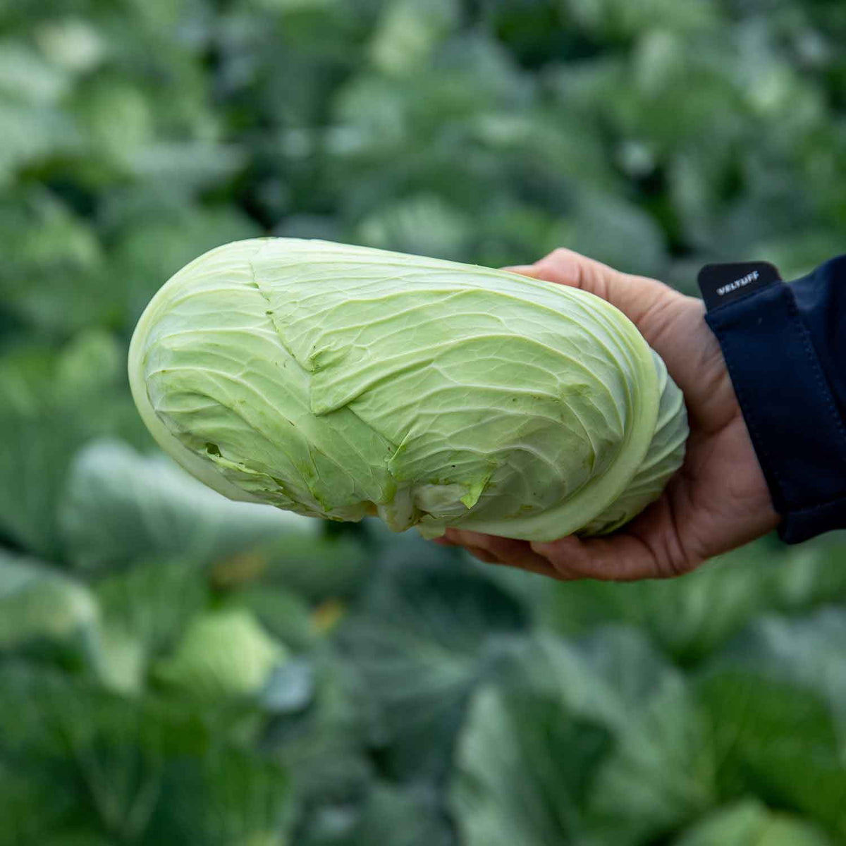 Cabbage Plant 'Felicity' | Buy Cabbage Plants Online | Cabbage Plants ...