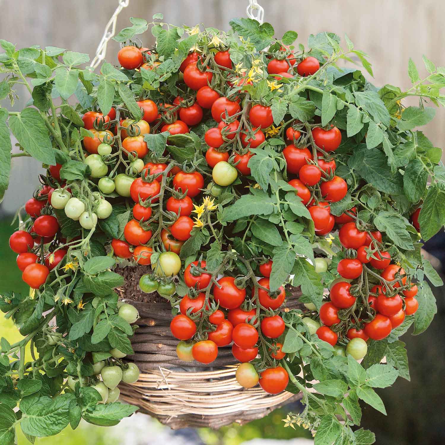Bush Tomato Plant 'Bitonto' | Marshalls Garden