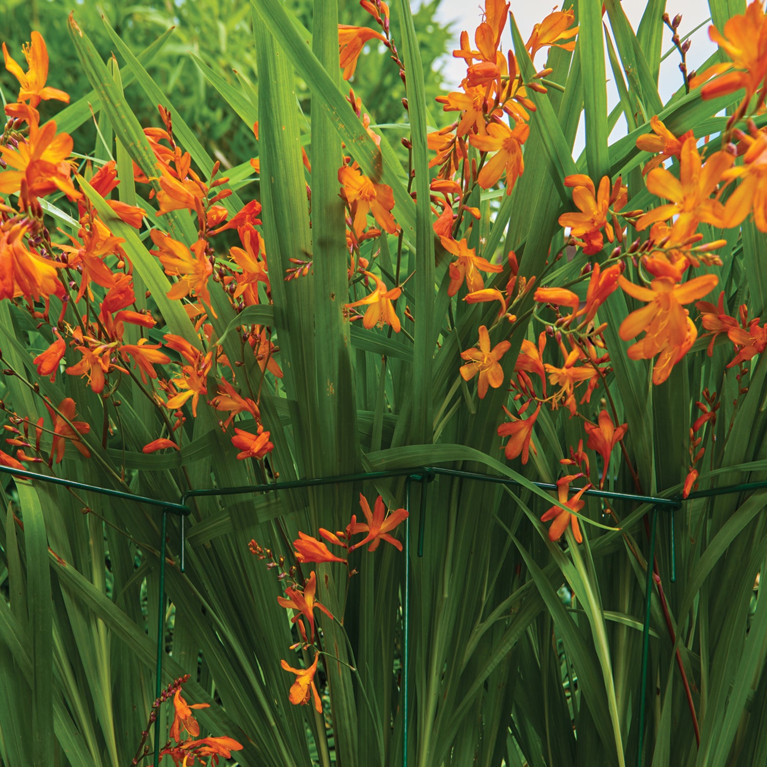 Plant Link Supports 45cm x 12 | Buy Plant Supports Online | Plant ...