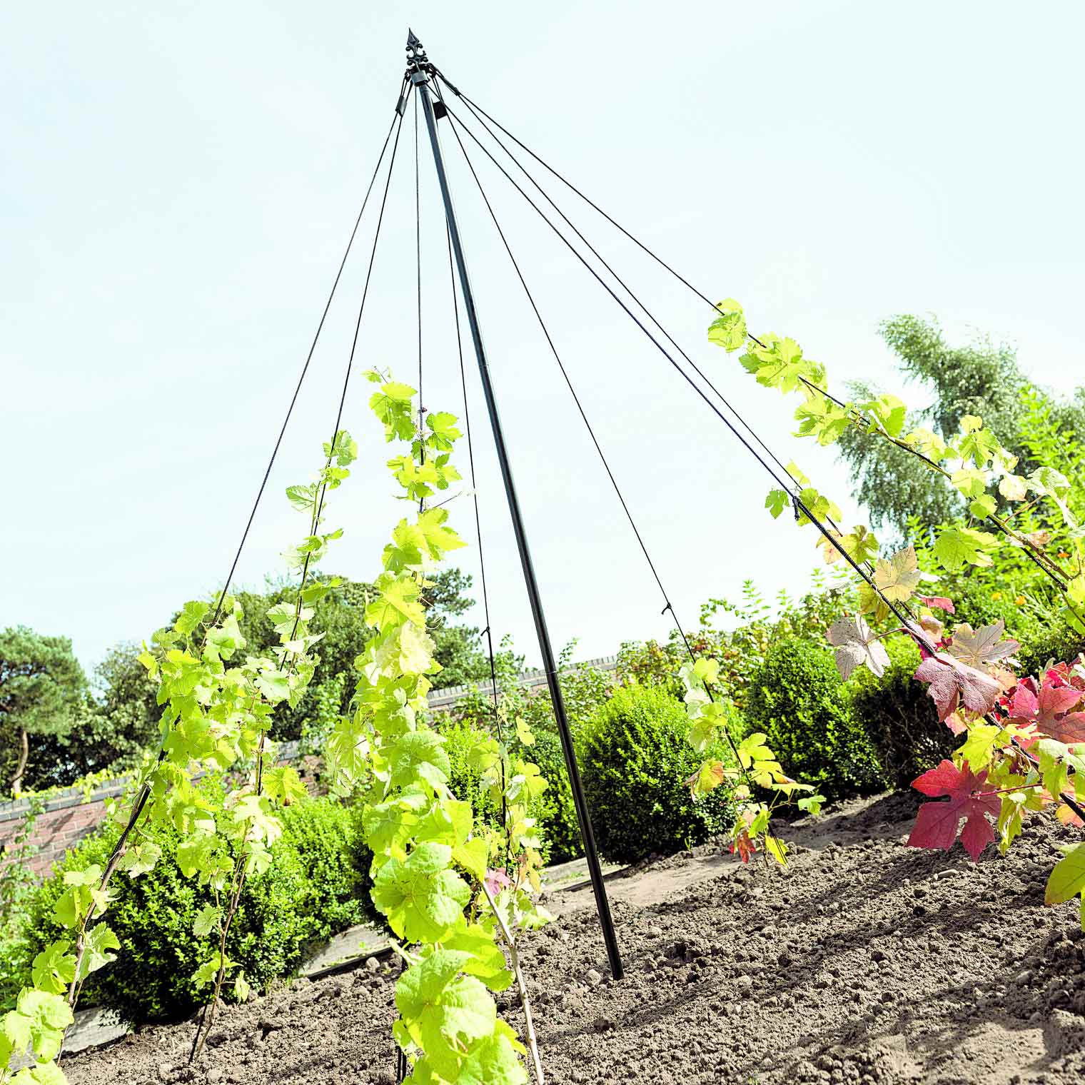 Maypole Plant Support | Marshalls Garden