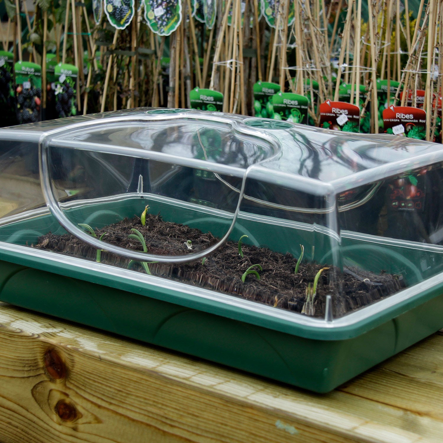 Large Unheated Propagator with Deep Lid | Marshalls Garden