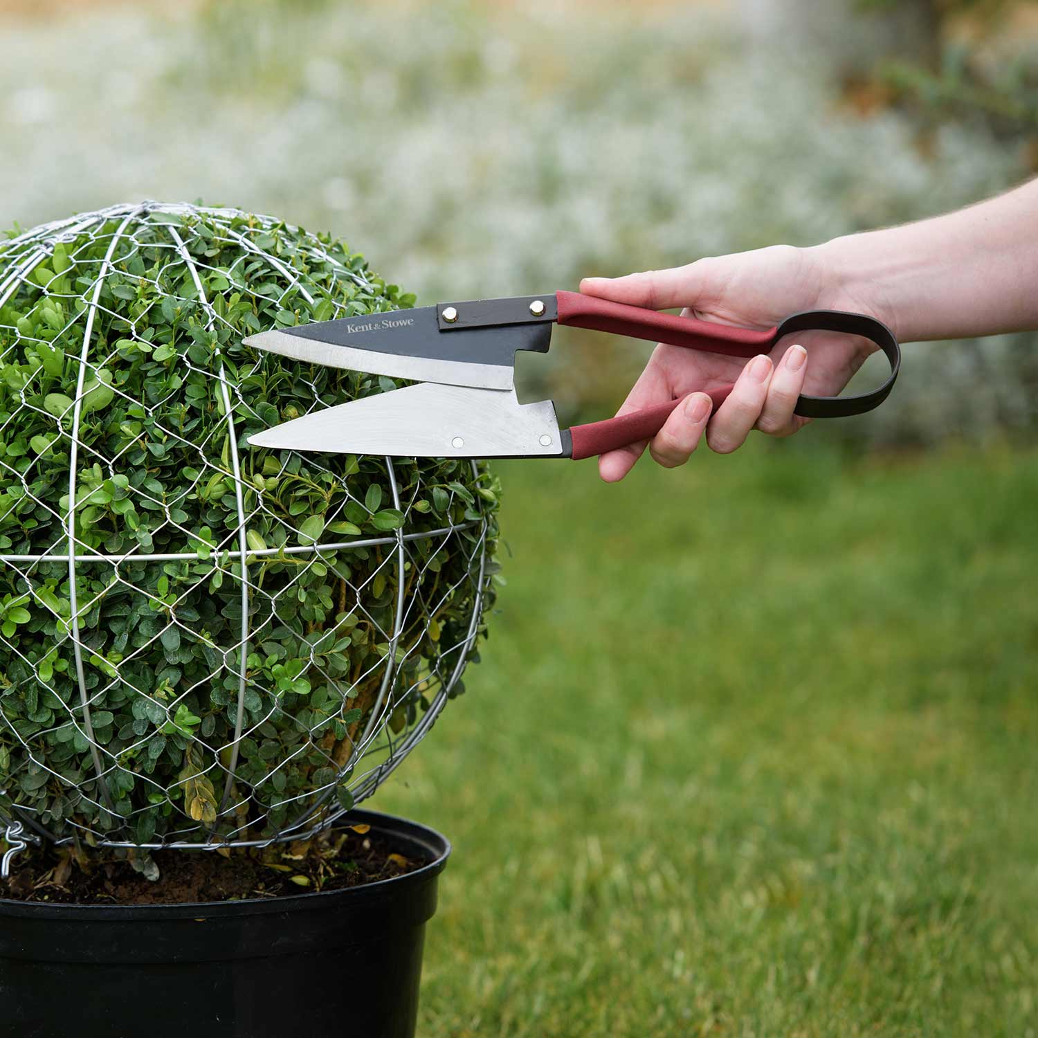 Totally Topiary Gift Box | Buy Topiary Gift Box Online| Topiary Gift ...