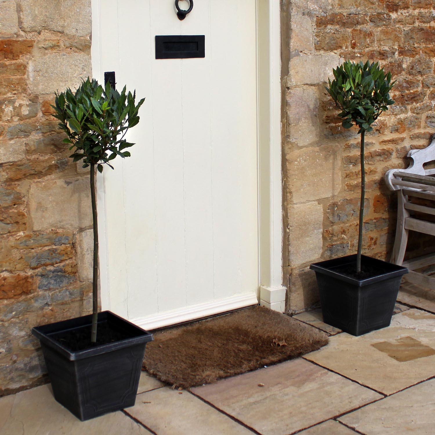 Bay Tree Standard 120cm with Planter | Marshalls Garden