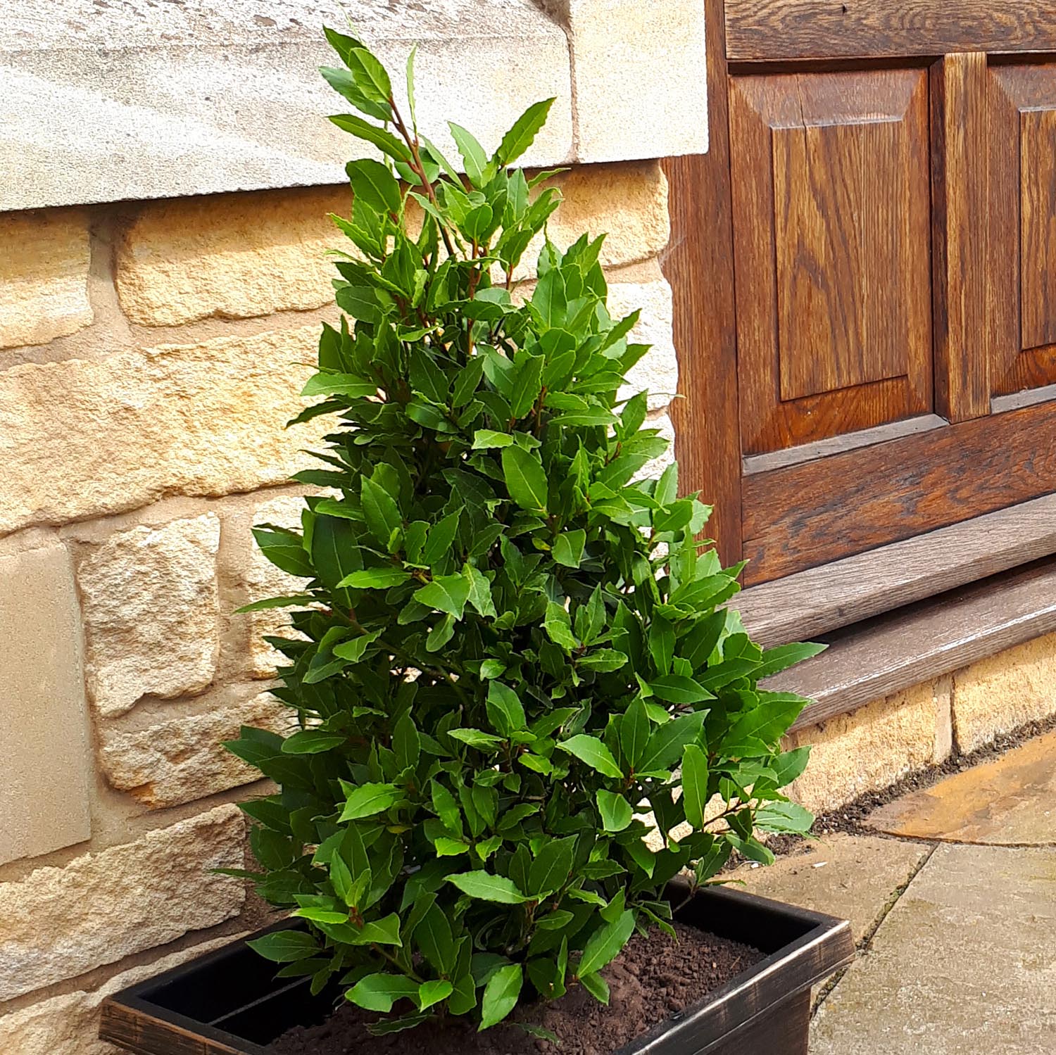Pyramid Bay Tree | Marshalls Garden