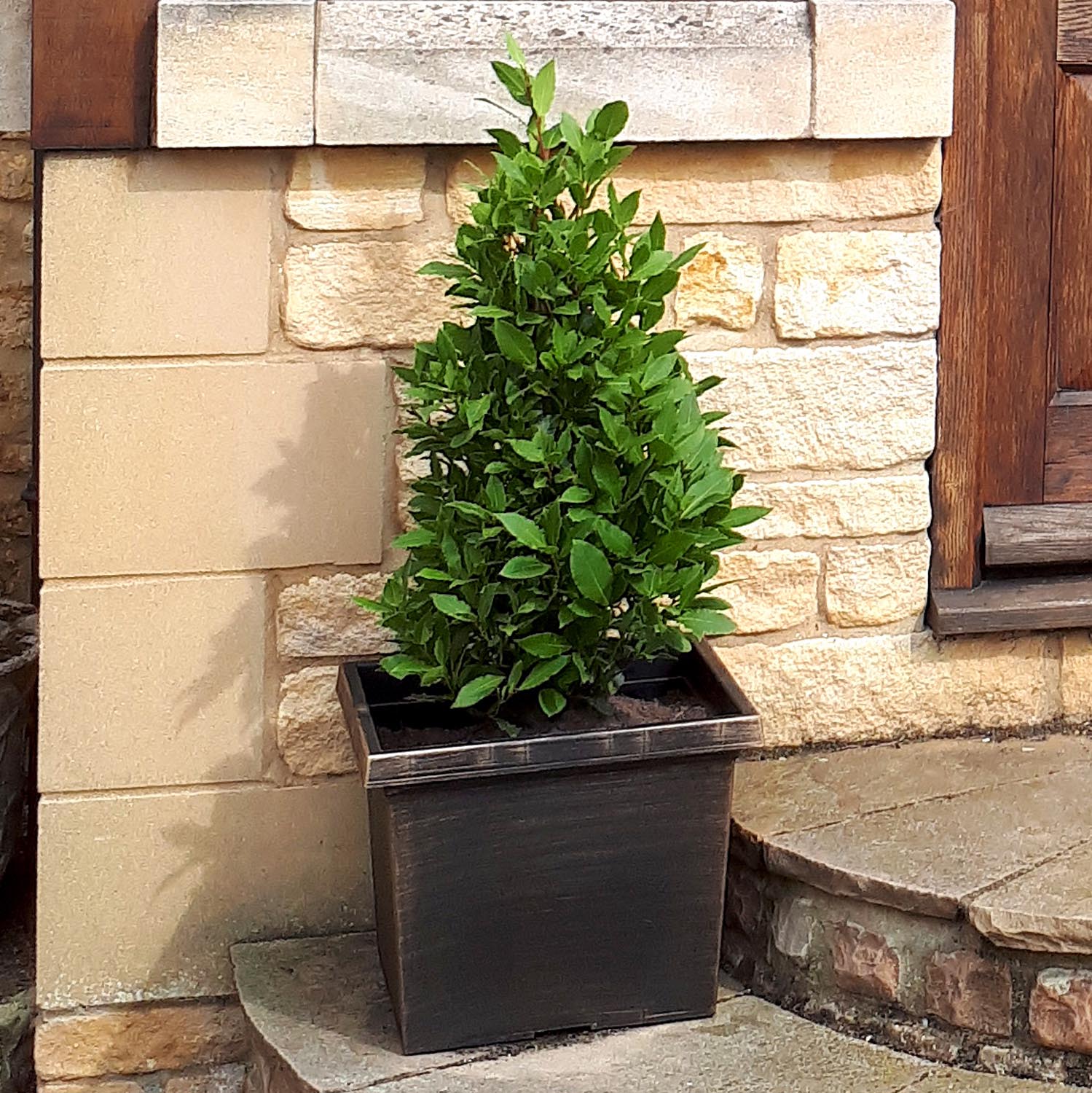 Pyramid Bay Tree with Planter | Marshalls Garden