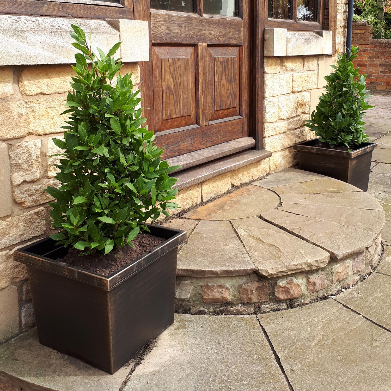 Buy Pyramid Bay Trees (Laurus nobilis) x2 with 2x 5L Planters online ...