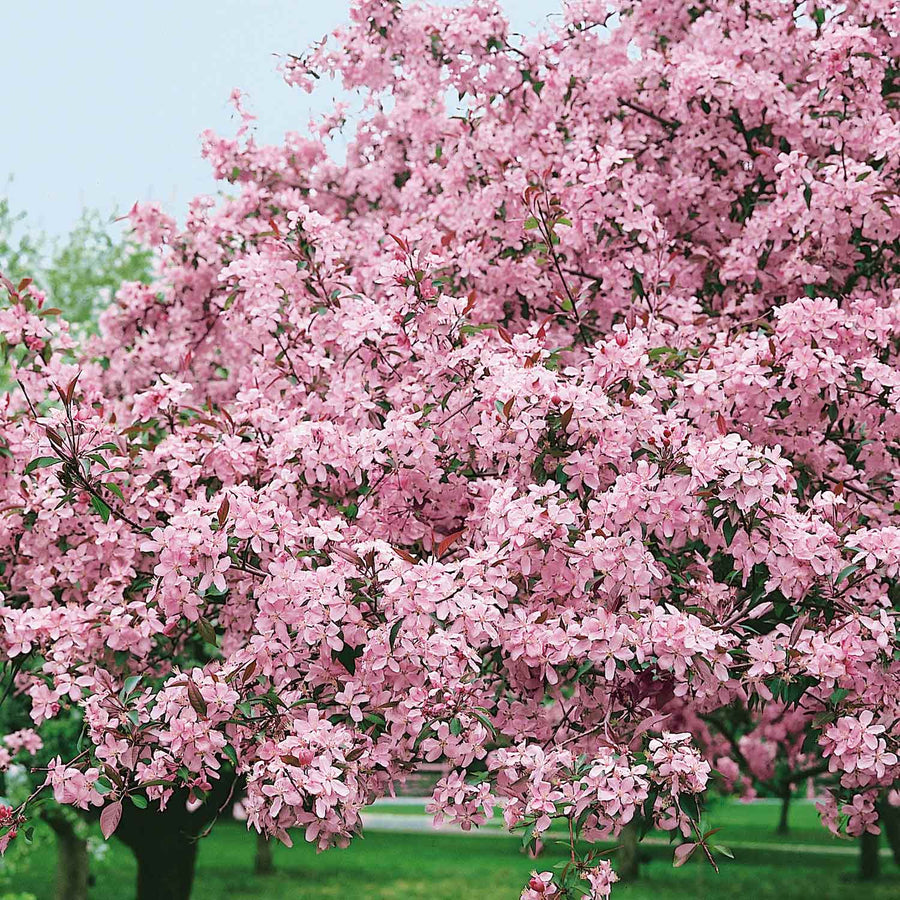 Malus Golden Hornet 'Crab Apple' - Bare Root Tree | Buy Malus Tree ...