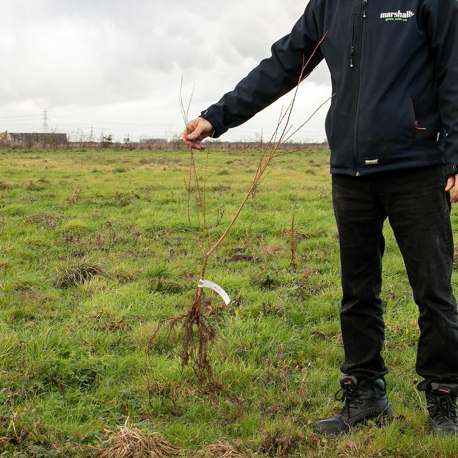 Salix Chrysocoma 'Weeping Willow' - Bare Root Tree | Buy Salix Trees ...