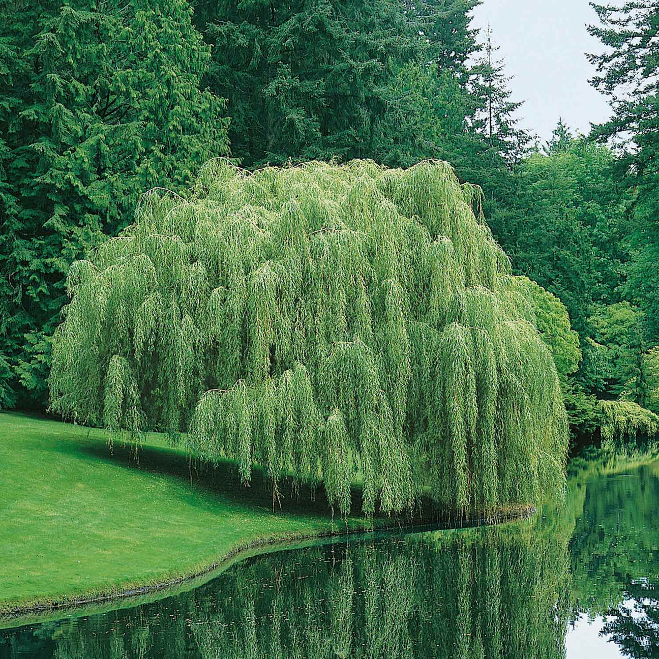 Salix Chrysocoma 'Weeping Willow' - Bare Root Tree | Buy Salix Trees ...