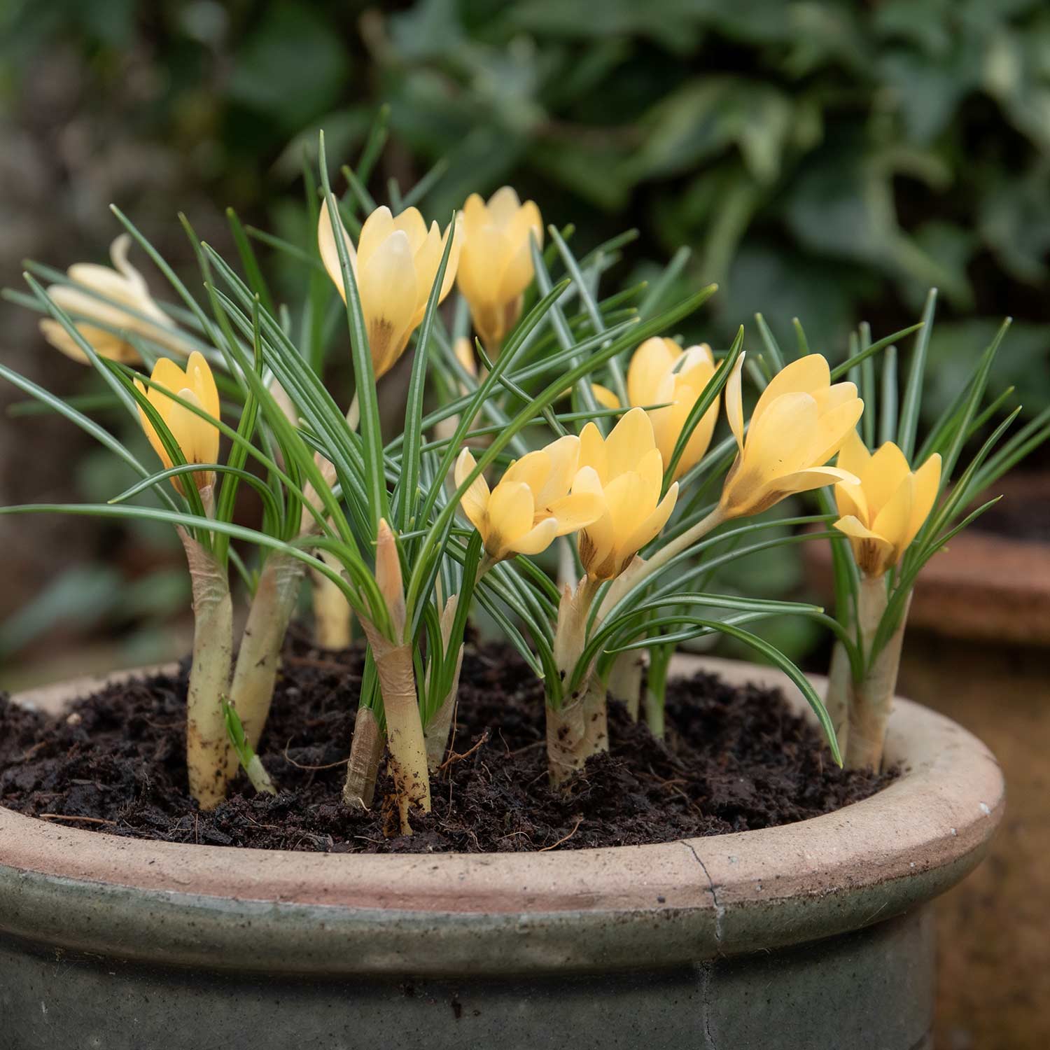 Crocus 'Cream Beauty' - 20 Bulbs (Corms) | Buy Crocus Bulbs Online ...