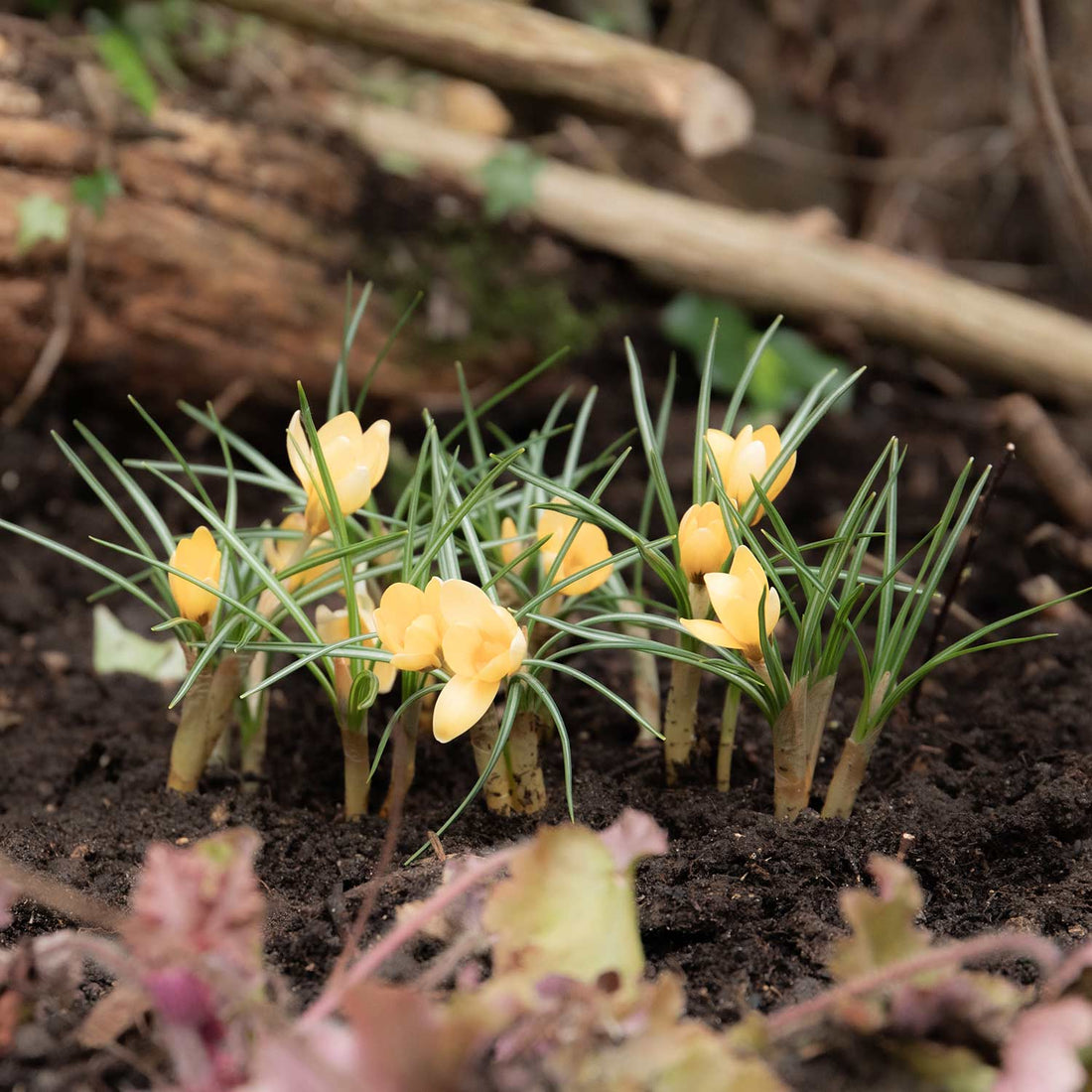 Crocus 'Cream Beauty' - 20 Corms | Marshalls Garden