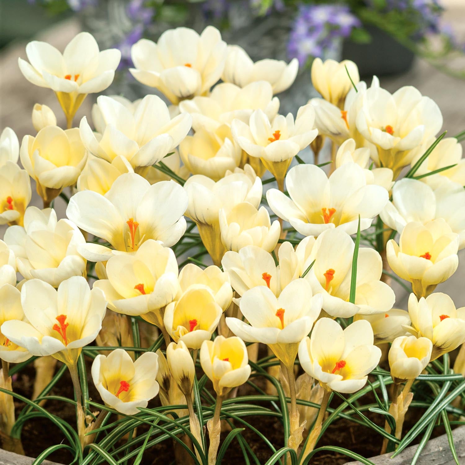 Crocus 'Cream Beauty' - 20 Corms | Marshalls Garden
