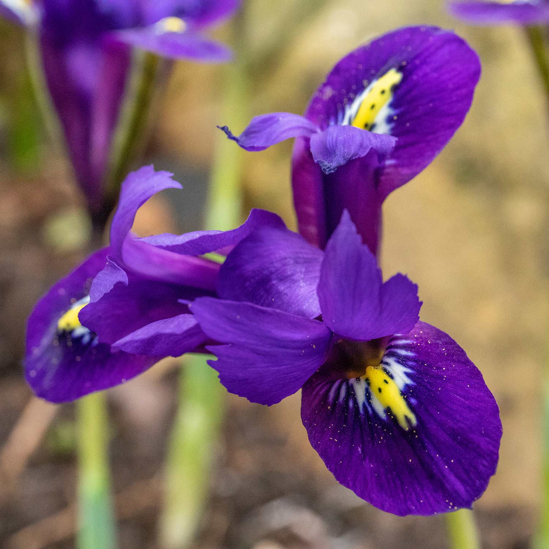 Iris reticulata 'Harmony' - 20 Iris Bulbs | Buy Iris Plants Online | Iris Plants for Sale ...