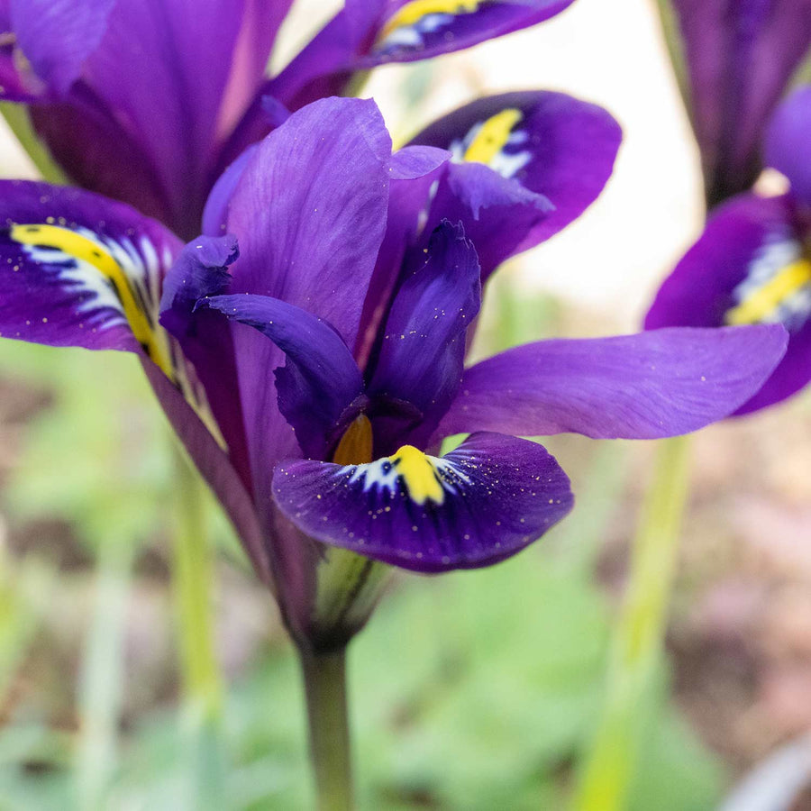 Iris reticulata 'Harmony' - 20 Iris Bulbs | Buy Iris Plants Online ...