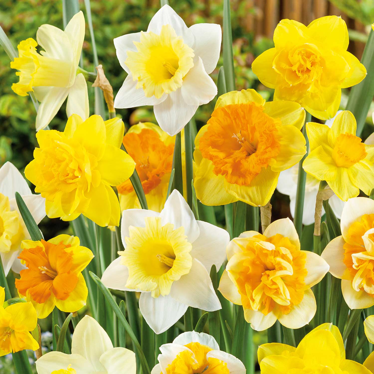 Narcissus Mix 'Yellow Shades' - 100 Bulbs | Marshalls Garden
