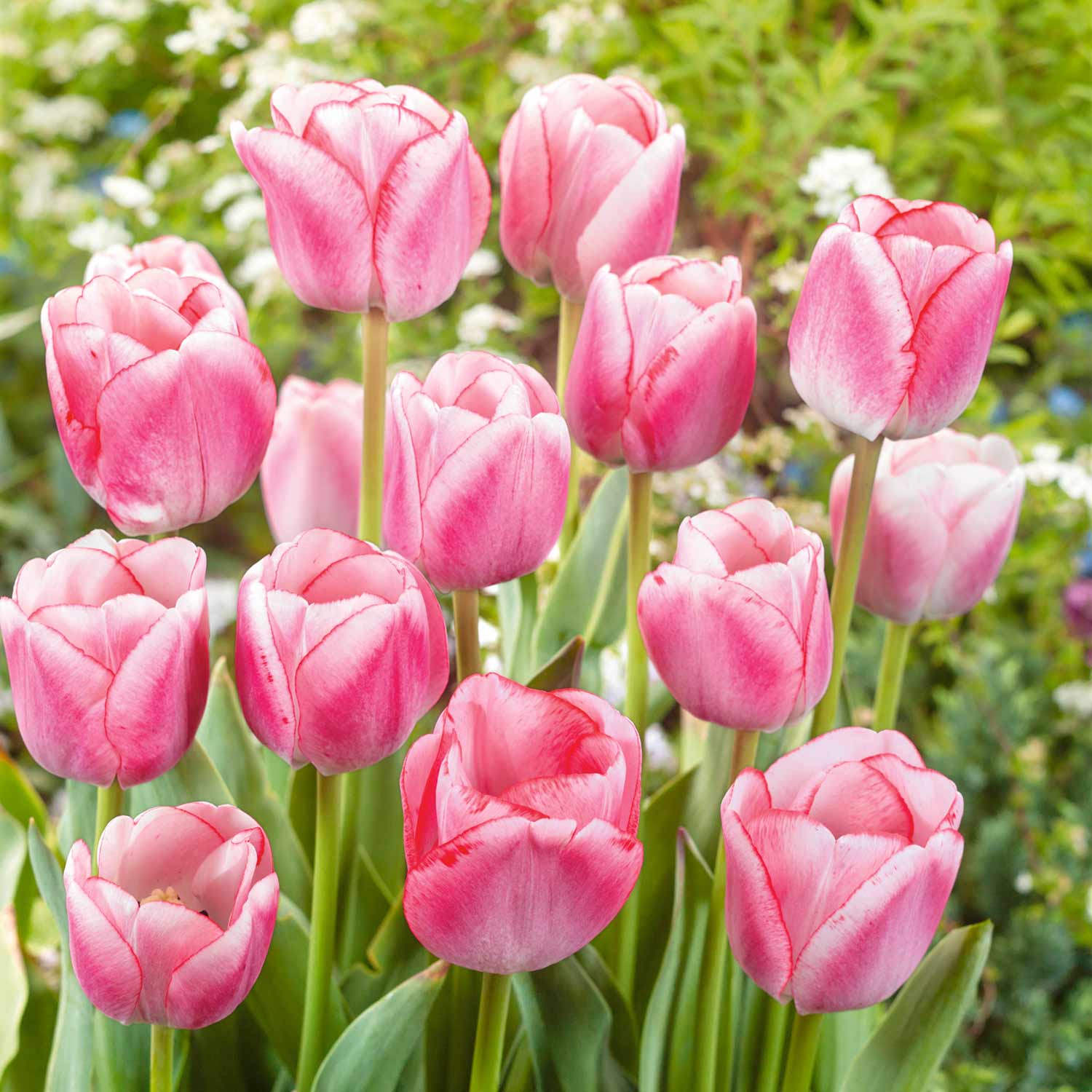 Tulip Bulbs 'Hugs & Kisses' | Marshalls Garden