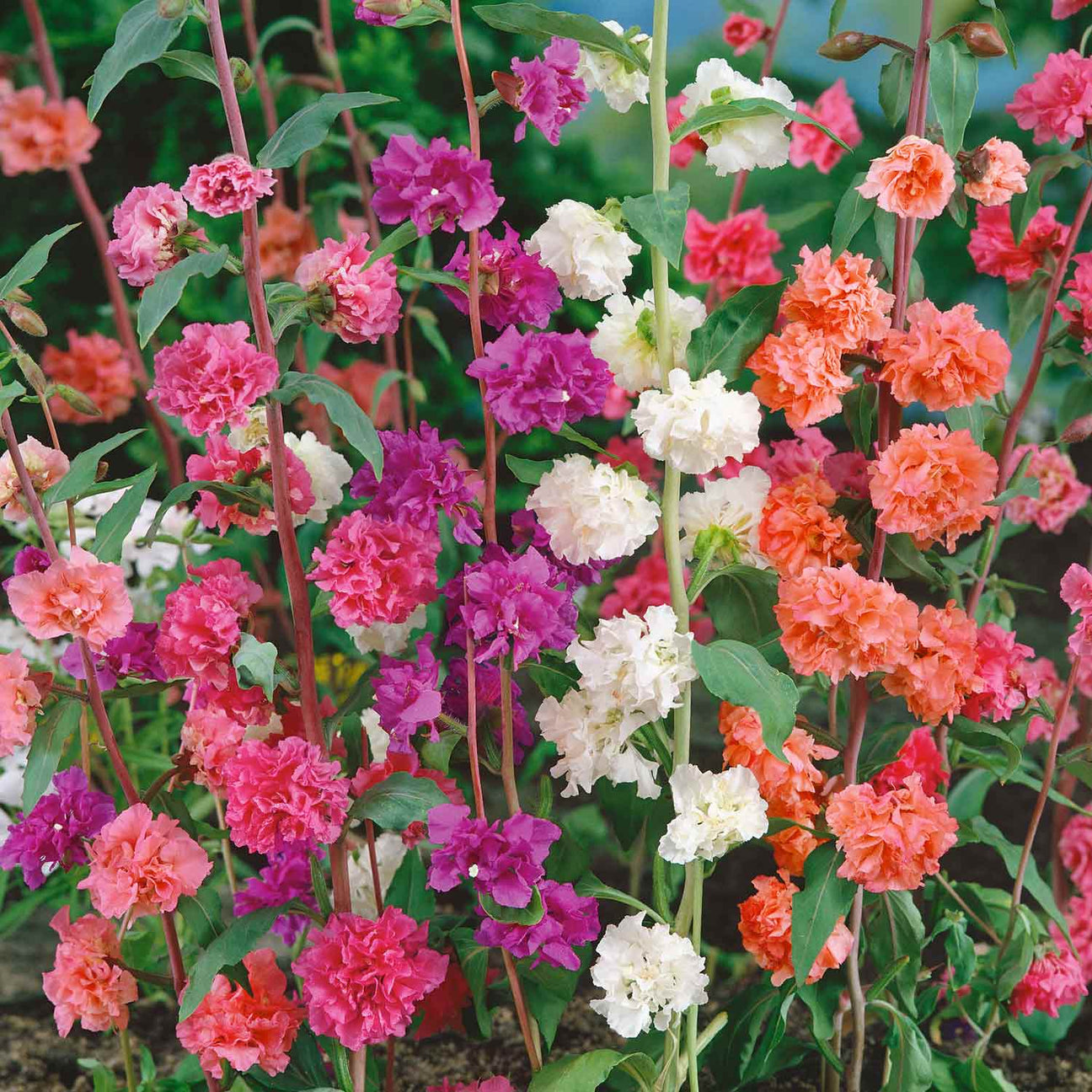 Clarkia Seeds 'Double Mix' | Buy Clarkia Seeds Online | Clarkia Seeds ...