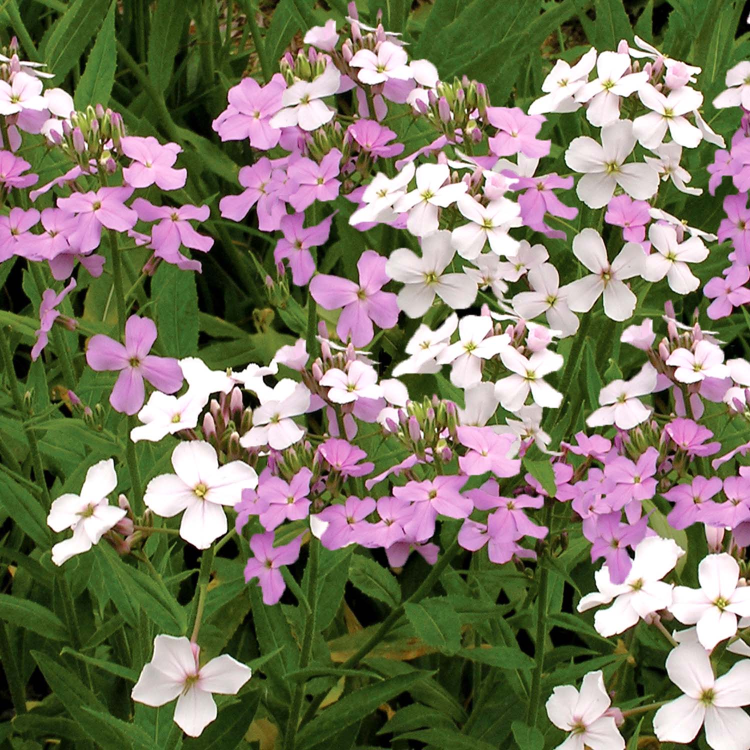 Sweet Rocket Seeds 'Enchantment' | Buy Sweet Rocket Seeds Online ...