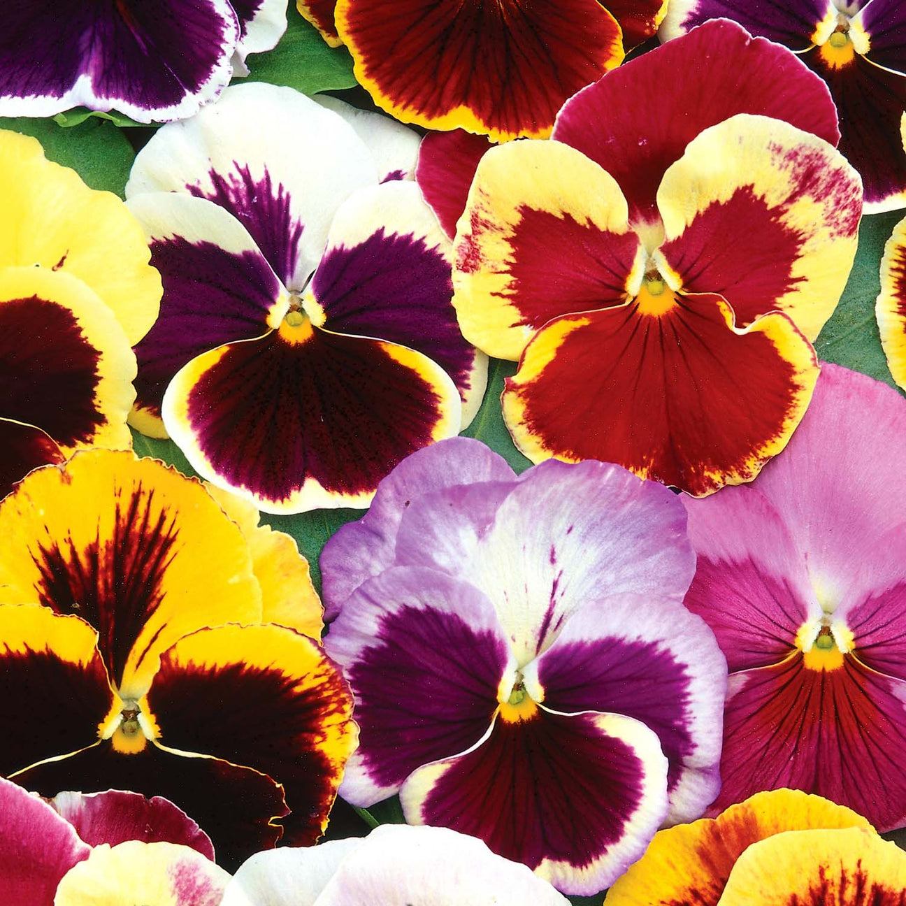 Pansy Seeds 'Swiss Giants Mix' | Buy Pansy Seeds Online | Pansy Seeds ...