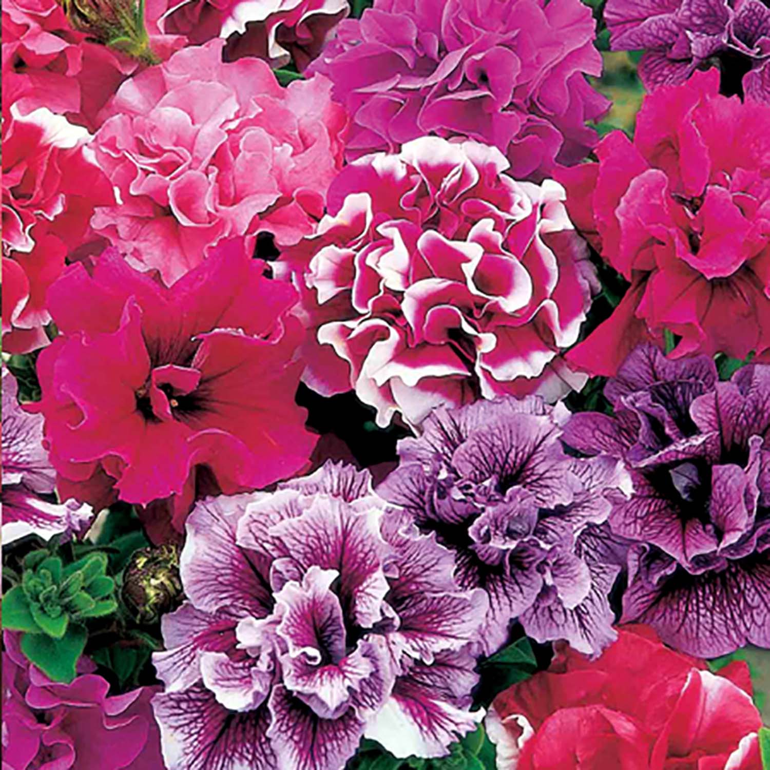 Petunia Seeds 'Duo Mix' | Marshalls Garden