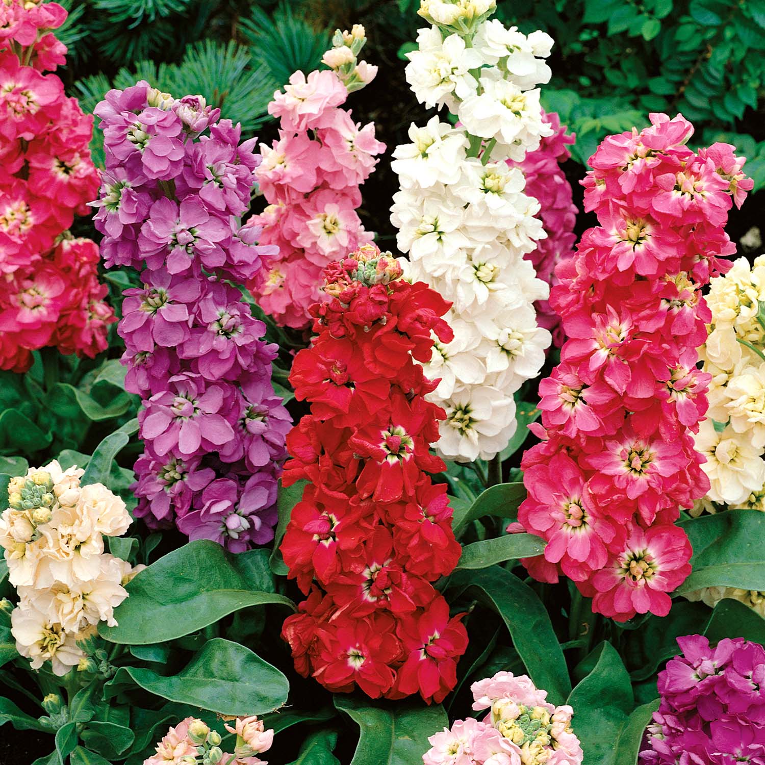 Stock Seeds 'Ten Week Mix' | Marshalls Garden