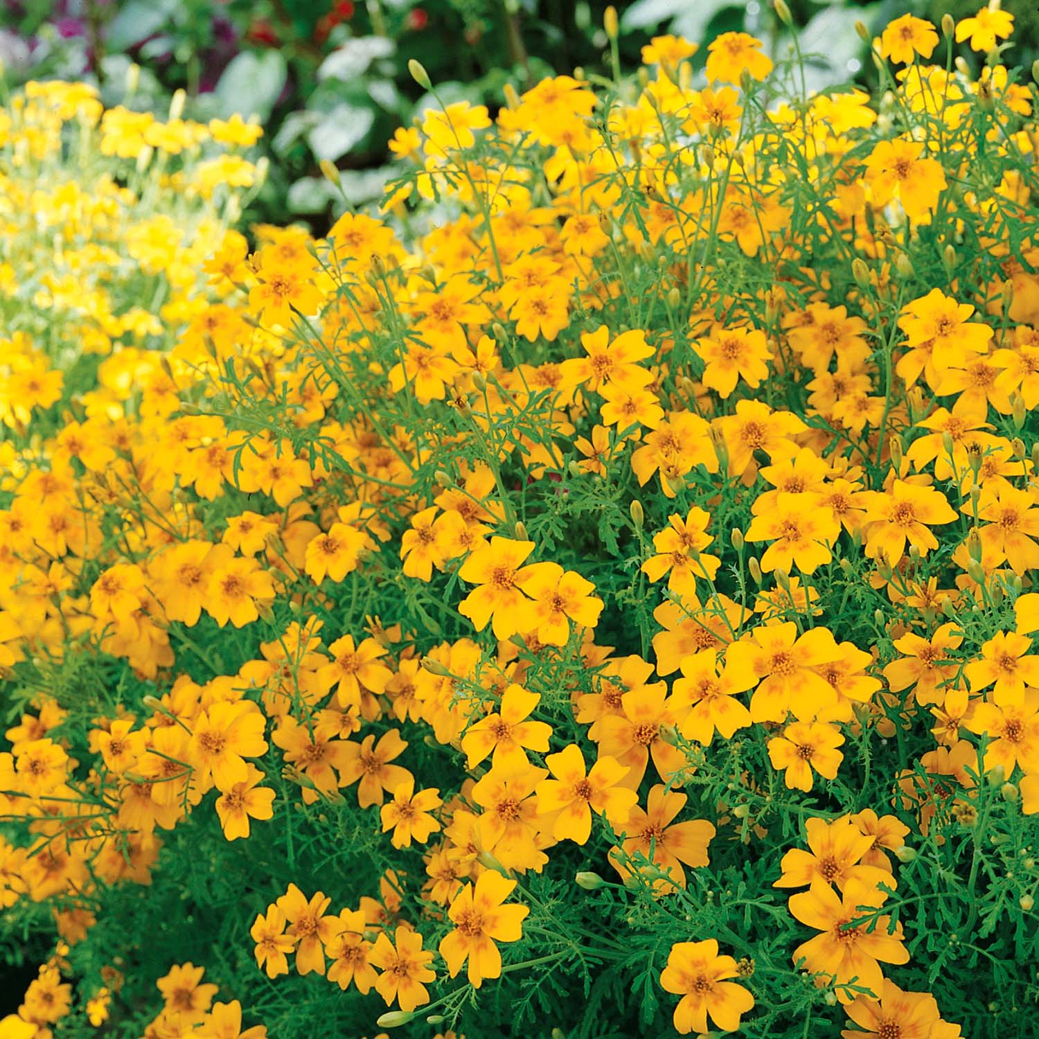 Tagetes Tenuifolia Seeds 'Golden Gem' | Buy Tagetes Seeds Online ...
