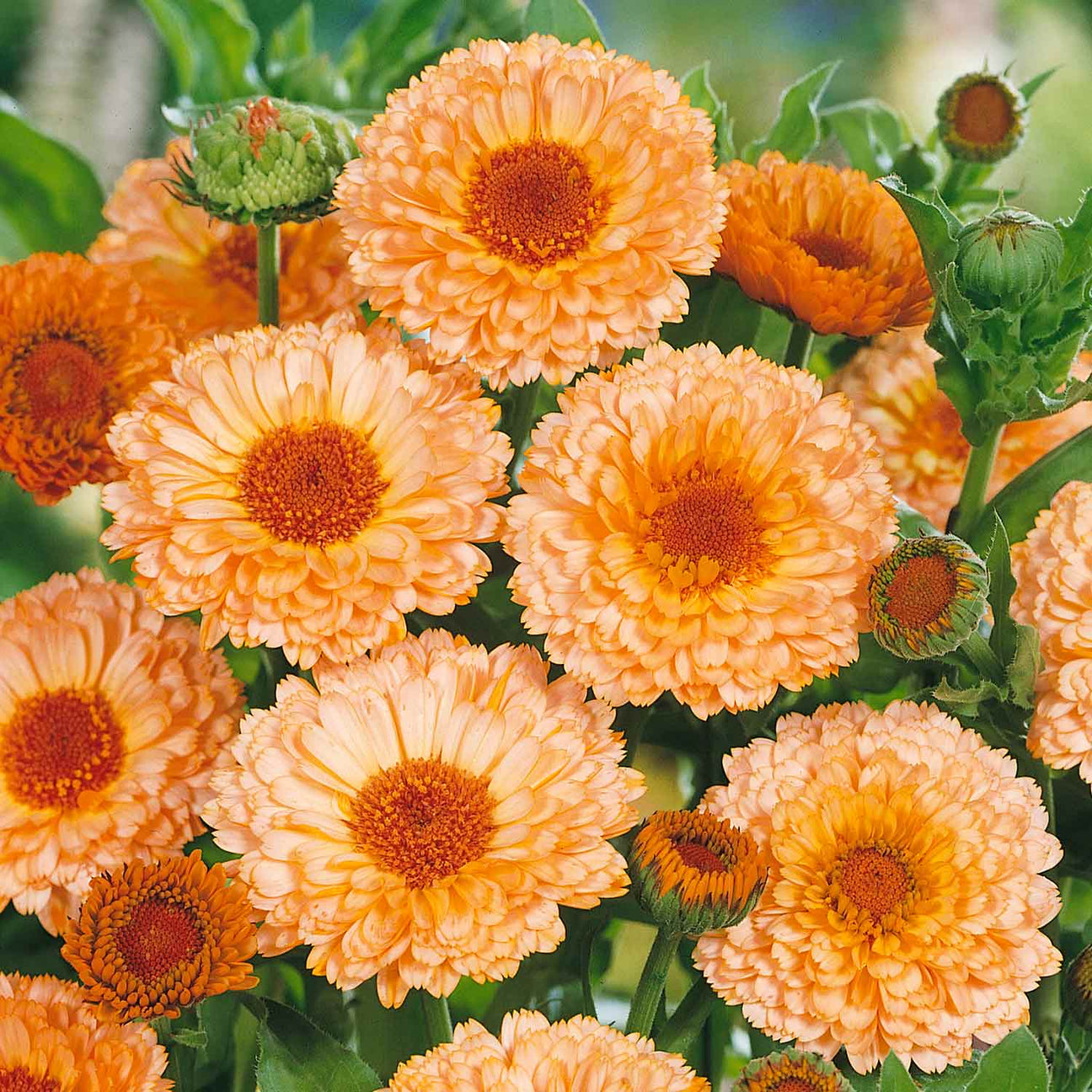 Calendula Seeds 'Pink Surprise' | Buy Calendula Seeds Online ...