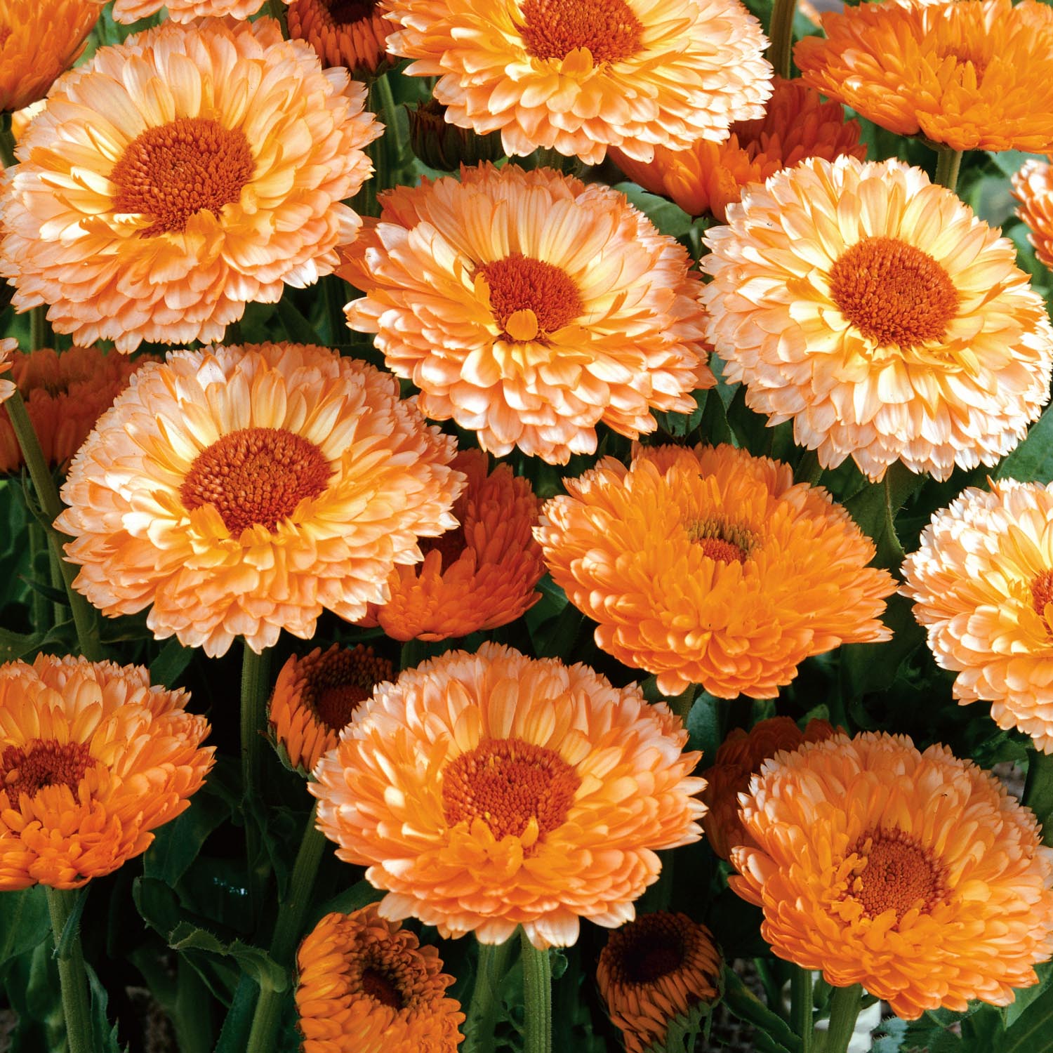 Calendula Seeds 'Pink Surprise' | Buy Calendula Seeds Online ...