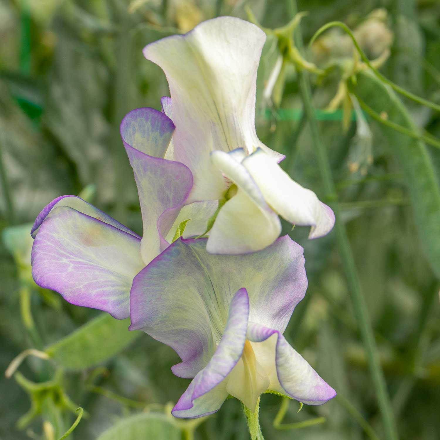 Sweet Pea Seeds 'Cream Eggs' | Buy Sweet Pea Seeds Online | Sweet Pea ...