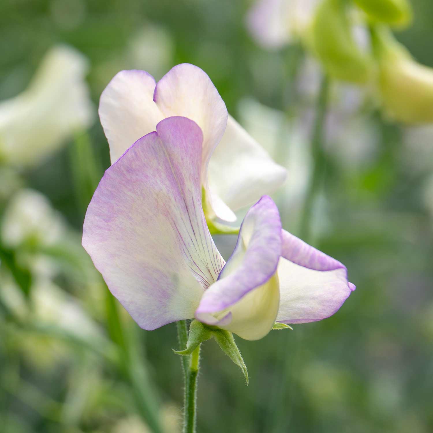 Sweet Pea Seeds 'Cream Eggs' | Marshalls Garden