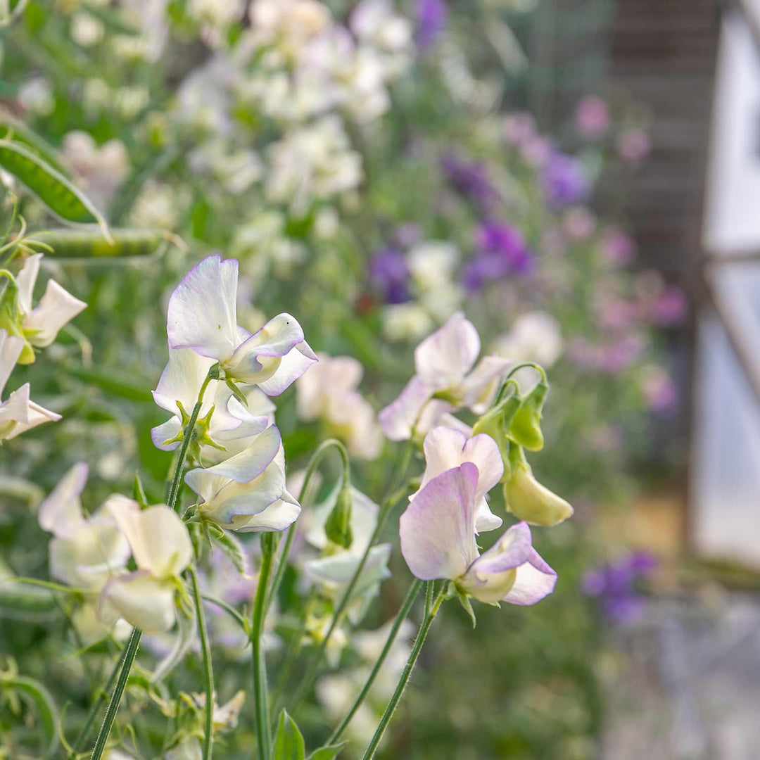 Sweet Pea Seeds 'Cream Eggs' | Buy Sweet Pea Seeds Online | Sweet Pea ...
