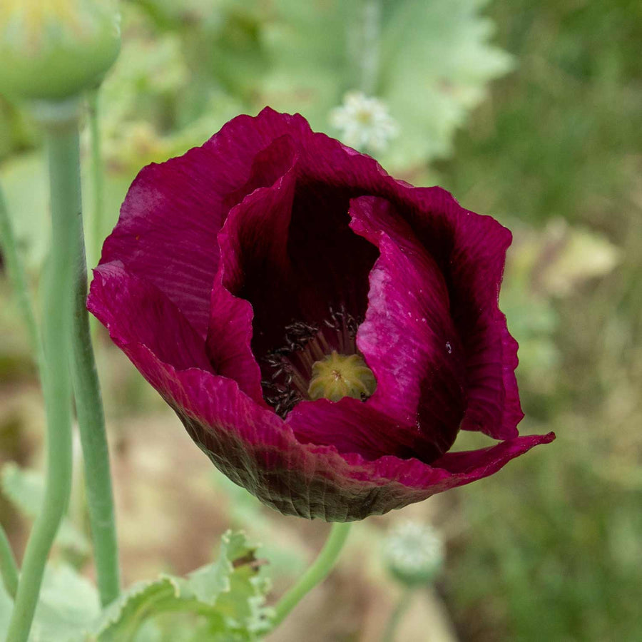 Poppy Seeds 'Lauren's Grape' | Buy Poppy Seeds Online | Poppy Seeds For ...